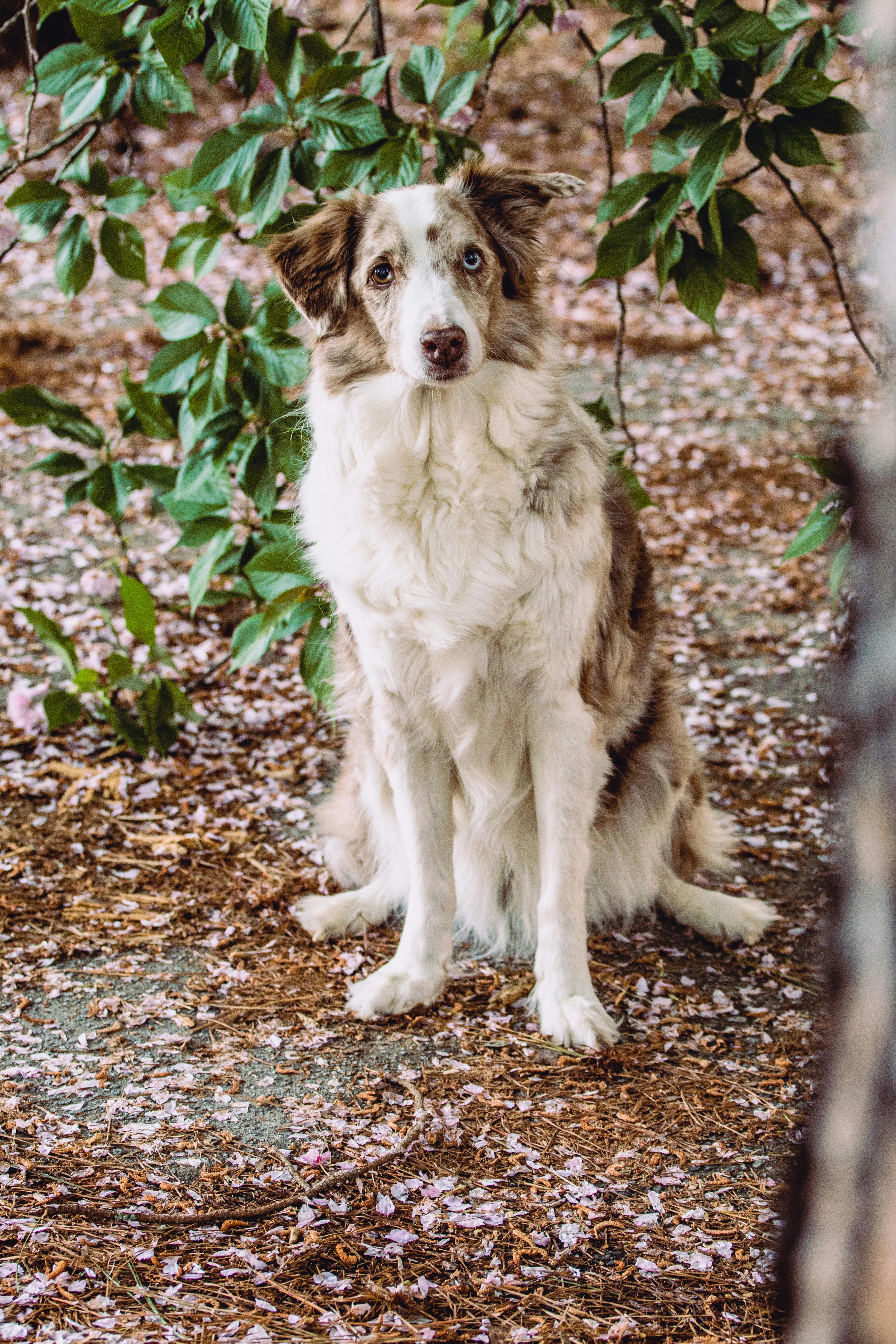 Hello Dog Photos, Download The BEST Free Hello Dog Stock Photos & HD Images