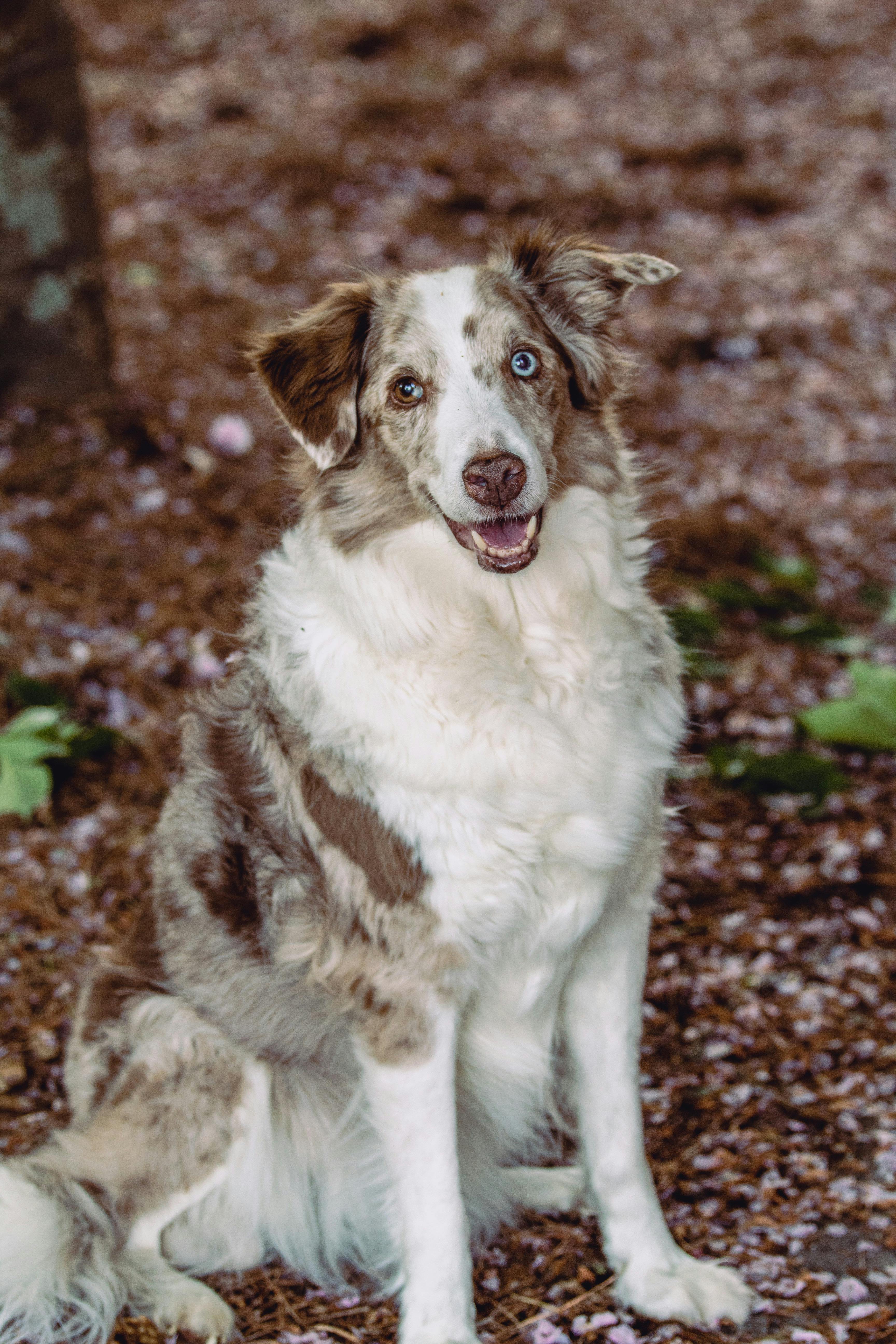 Close up of Border Collie · Free Stock Photo