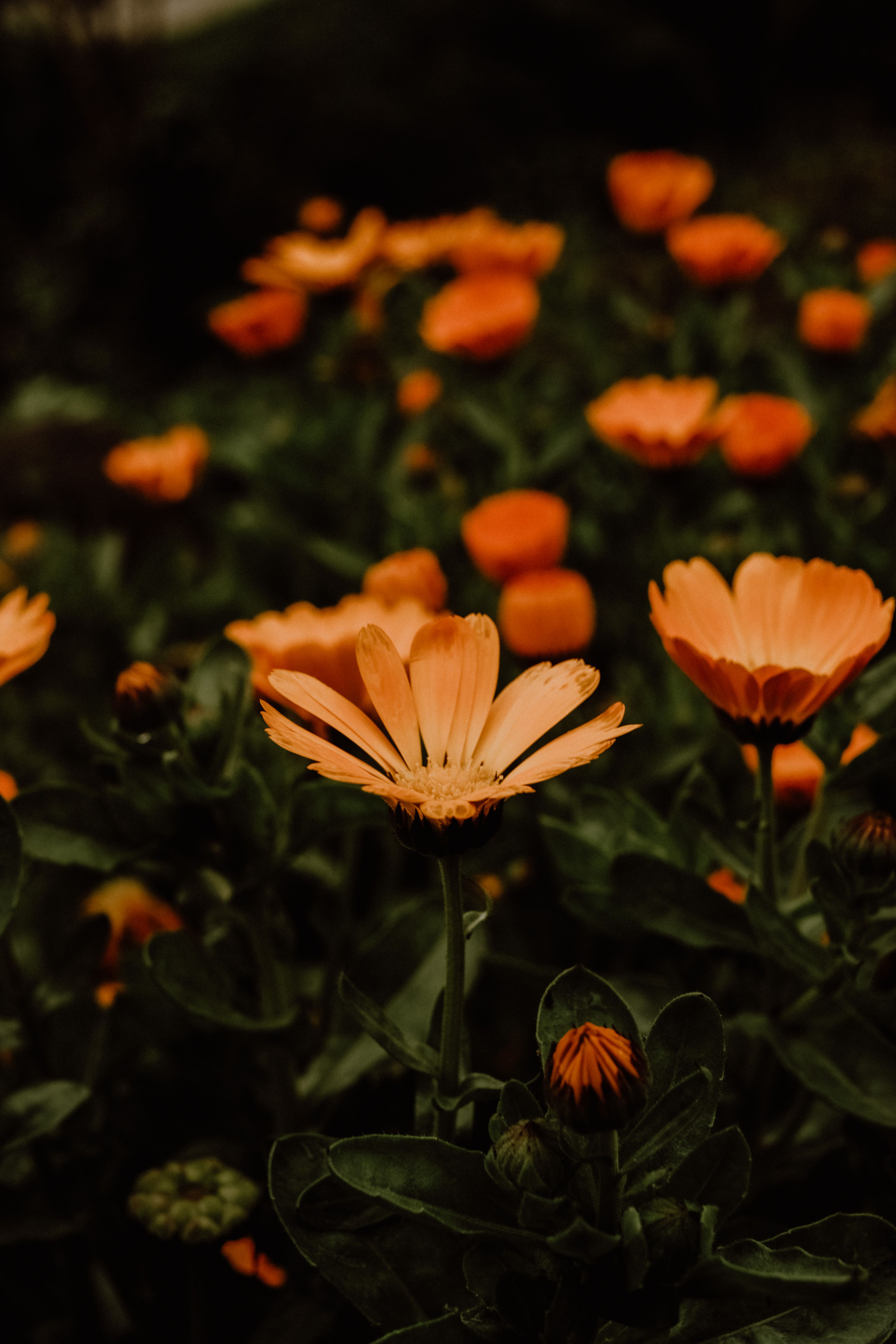 300,000+ Best Flower Wallpaper Photos · 100% Free Download · Pexels ...