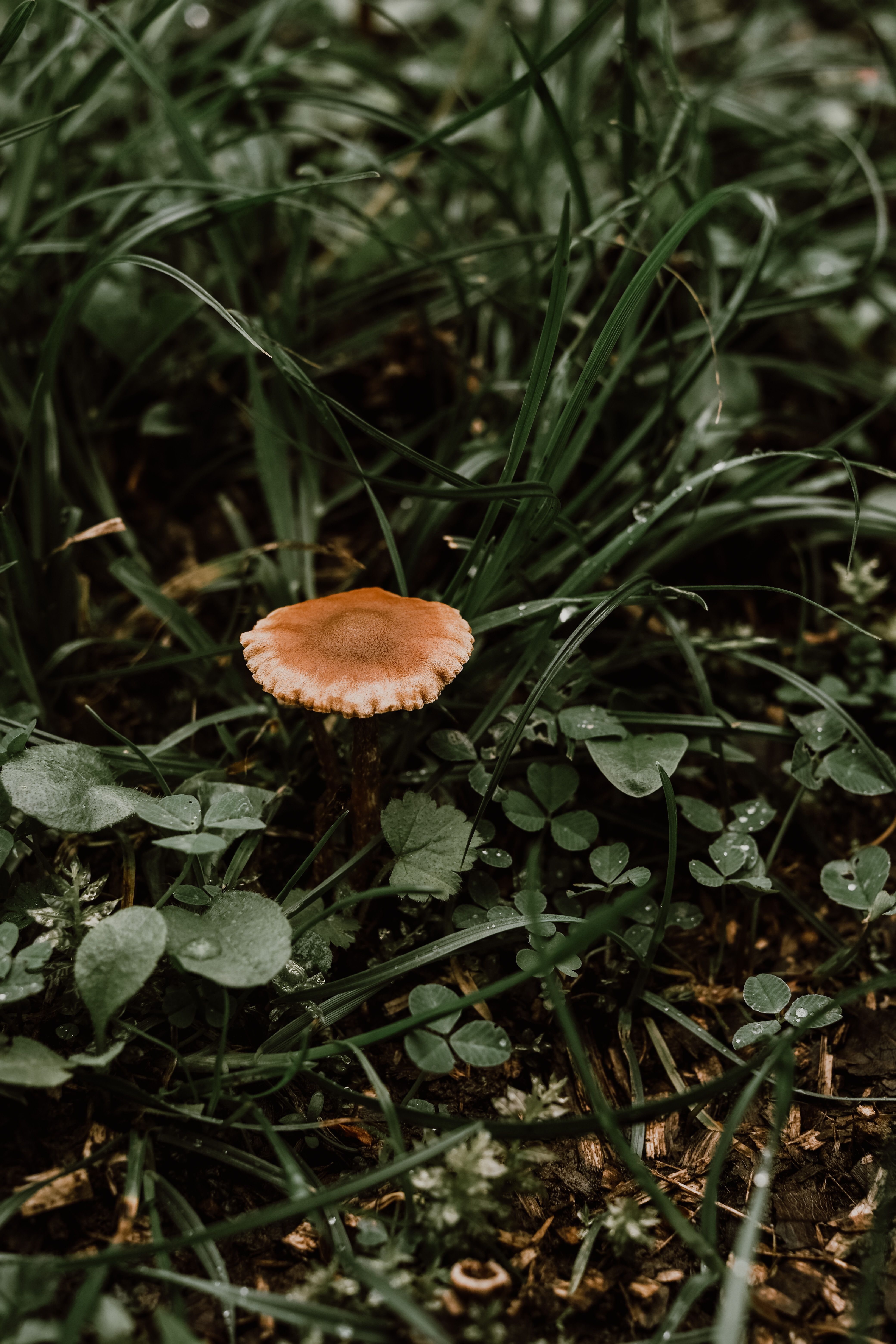 Pale Fall Photos, Download The BEST Free Pale Fall Stock Photos & HD Images