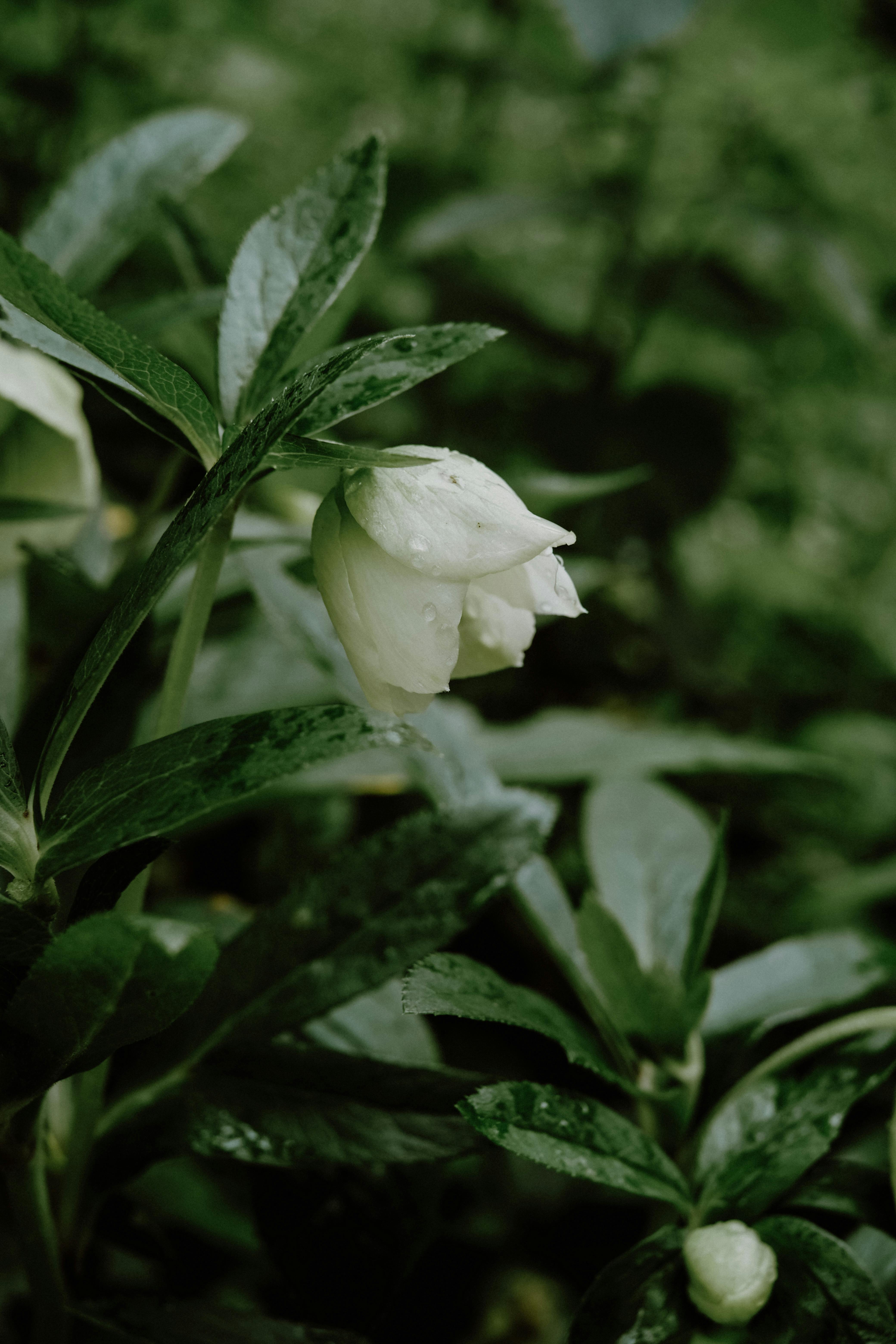 Bud of a Christmas Rose · Free Stock Photo
