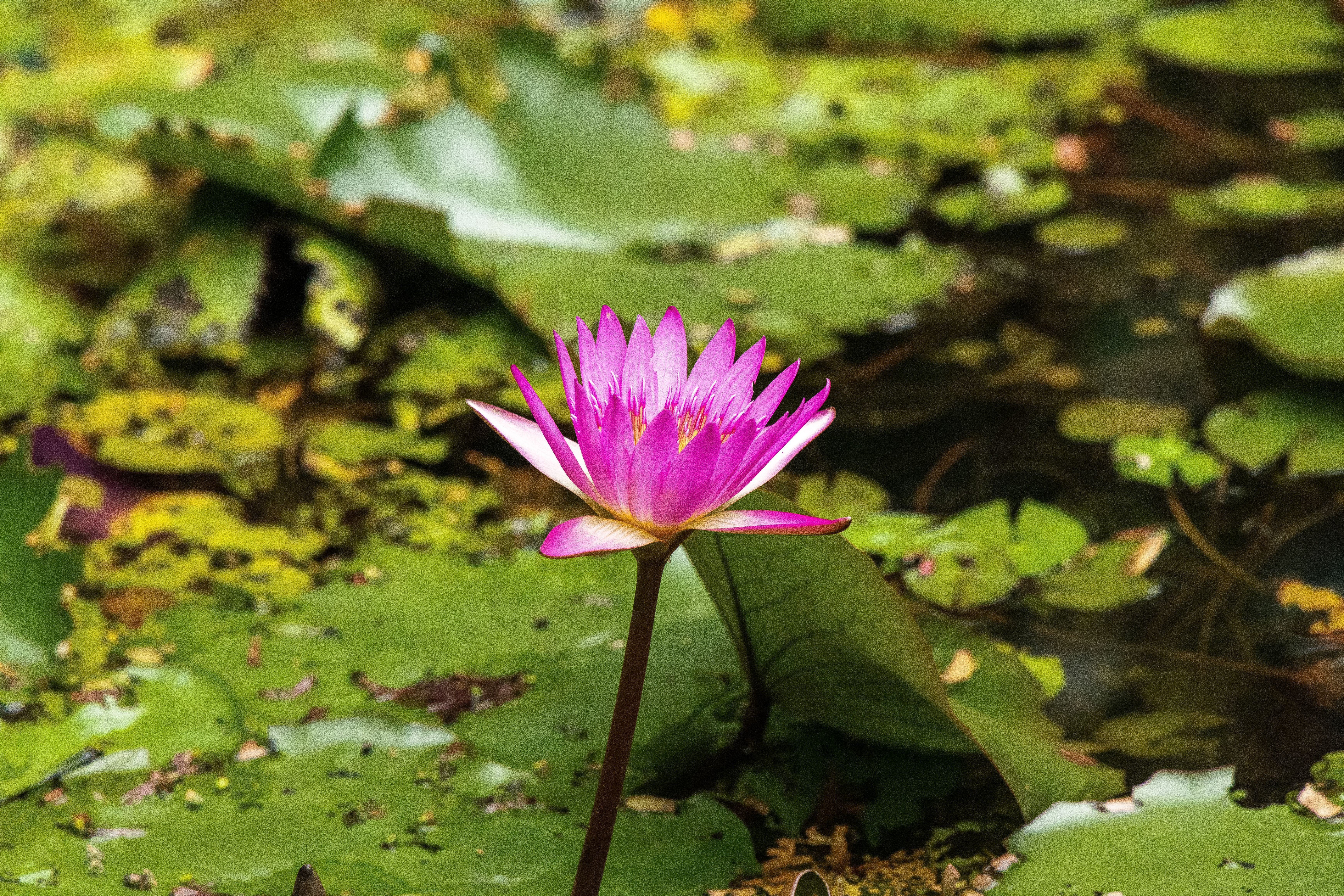 Close up of Water Lilies Flower · Free Stock Photo