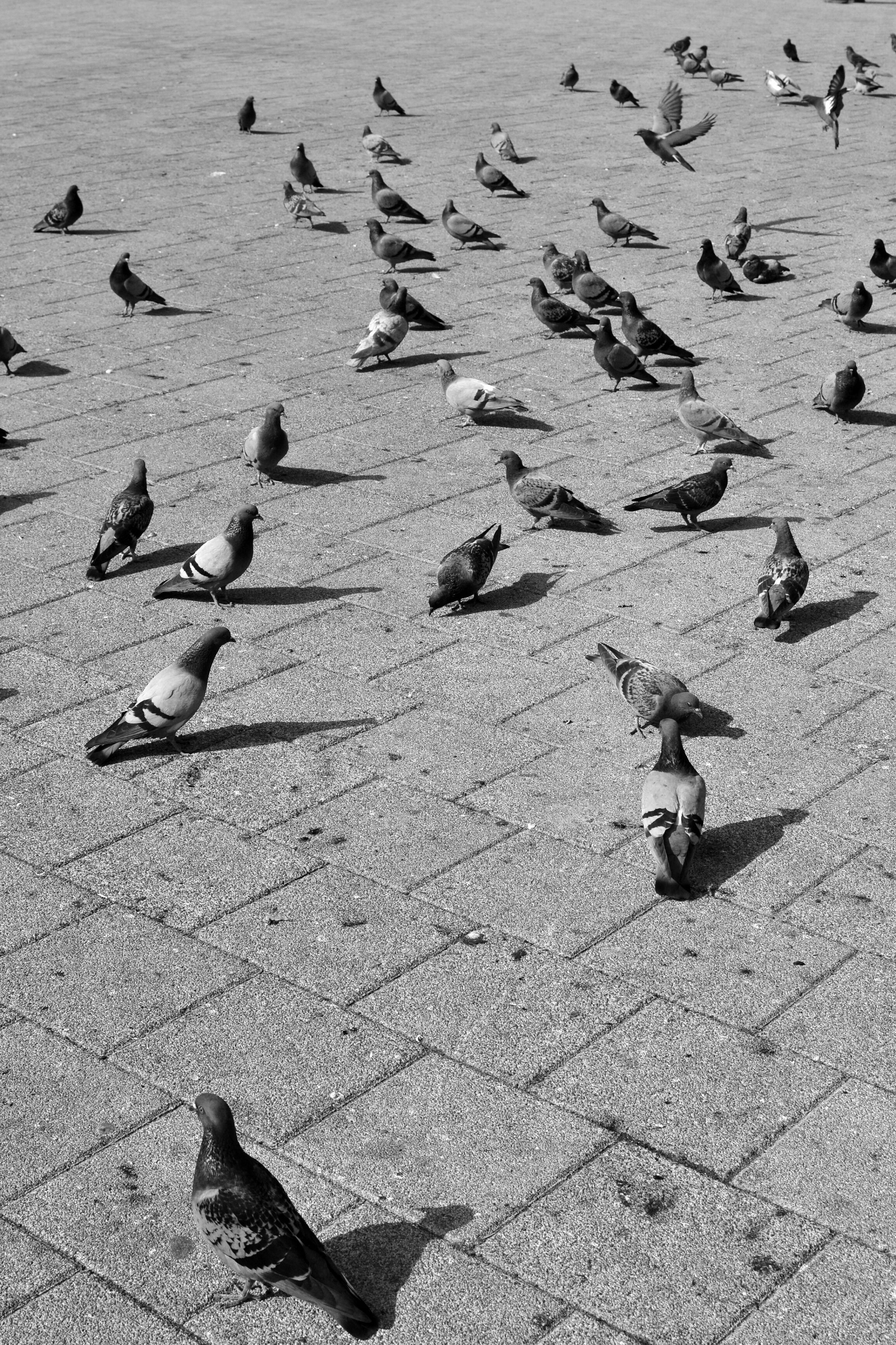 White Pigeons Flying on a Street in Black and White · Free Stock Photo