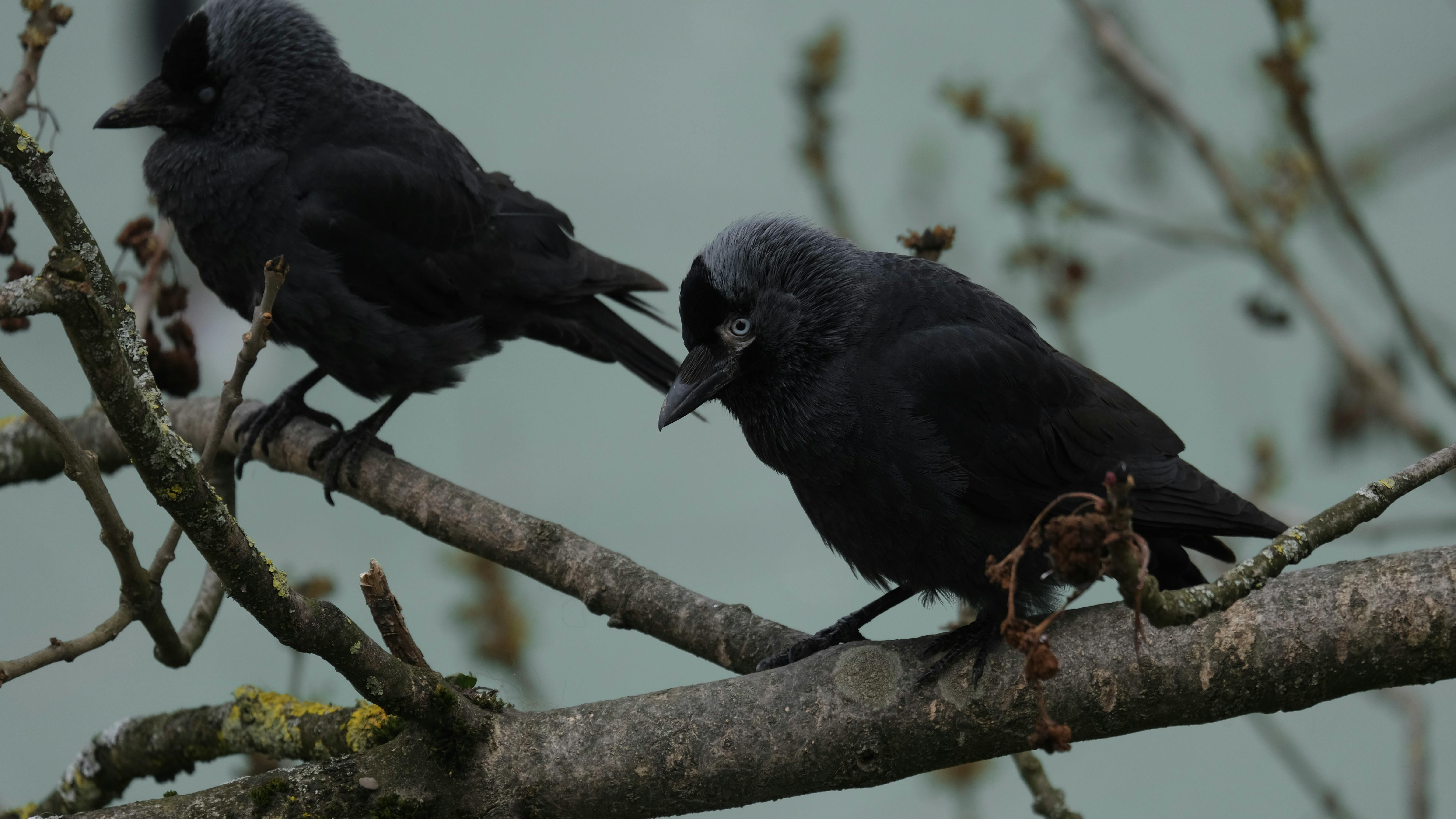 Ravens on a Tree Branch · Free Stock Photo