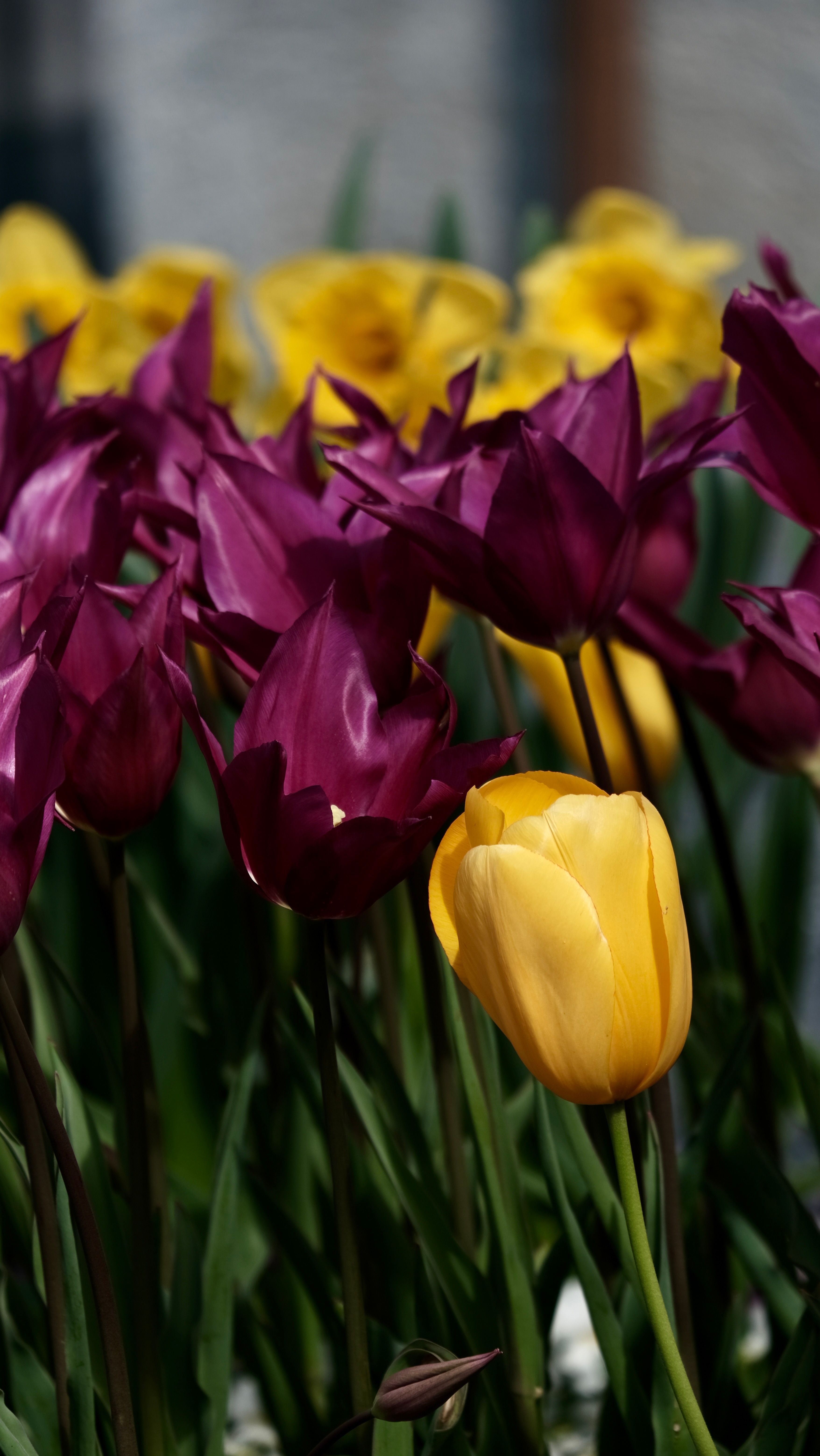 Close up of Colorful Tulips · Free Stock Photo