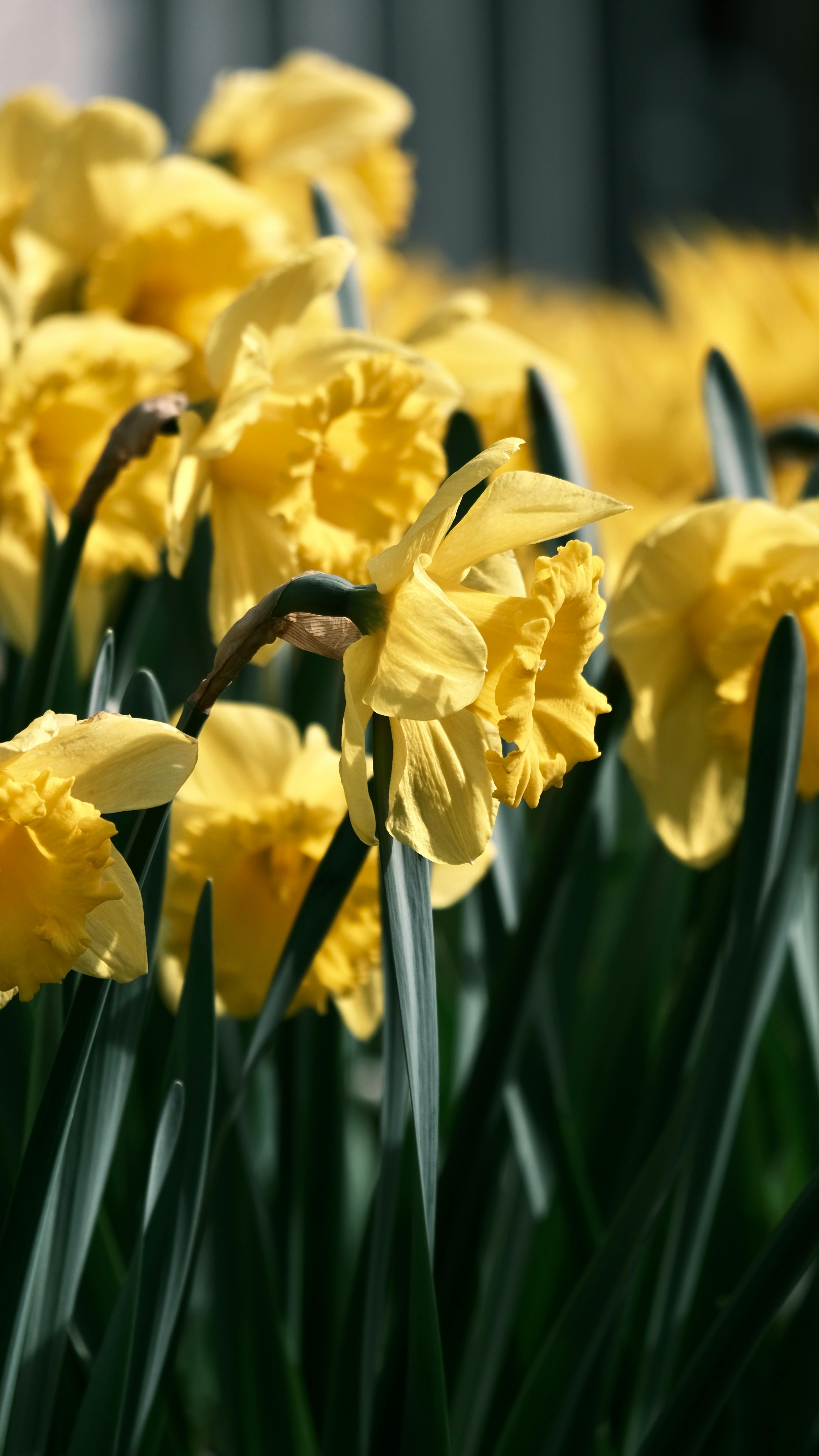 Yellow Daffodils Photos, Download The BEST Free Yellow Daffodils Stock ...