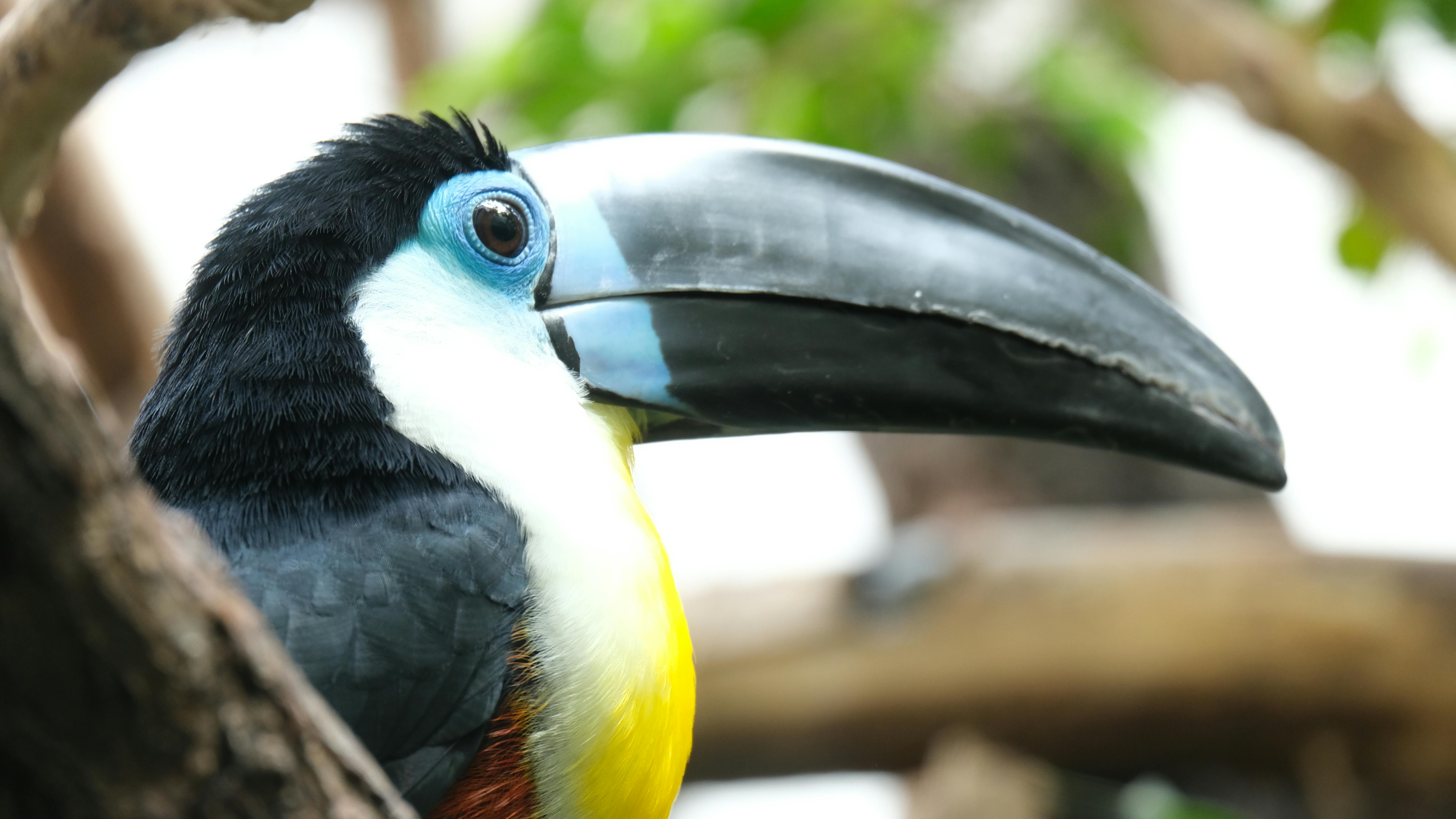 Toucan in Nature · Free Stock Photo