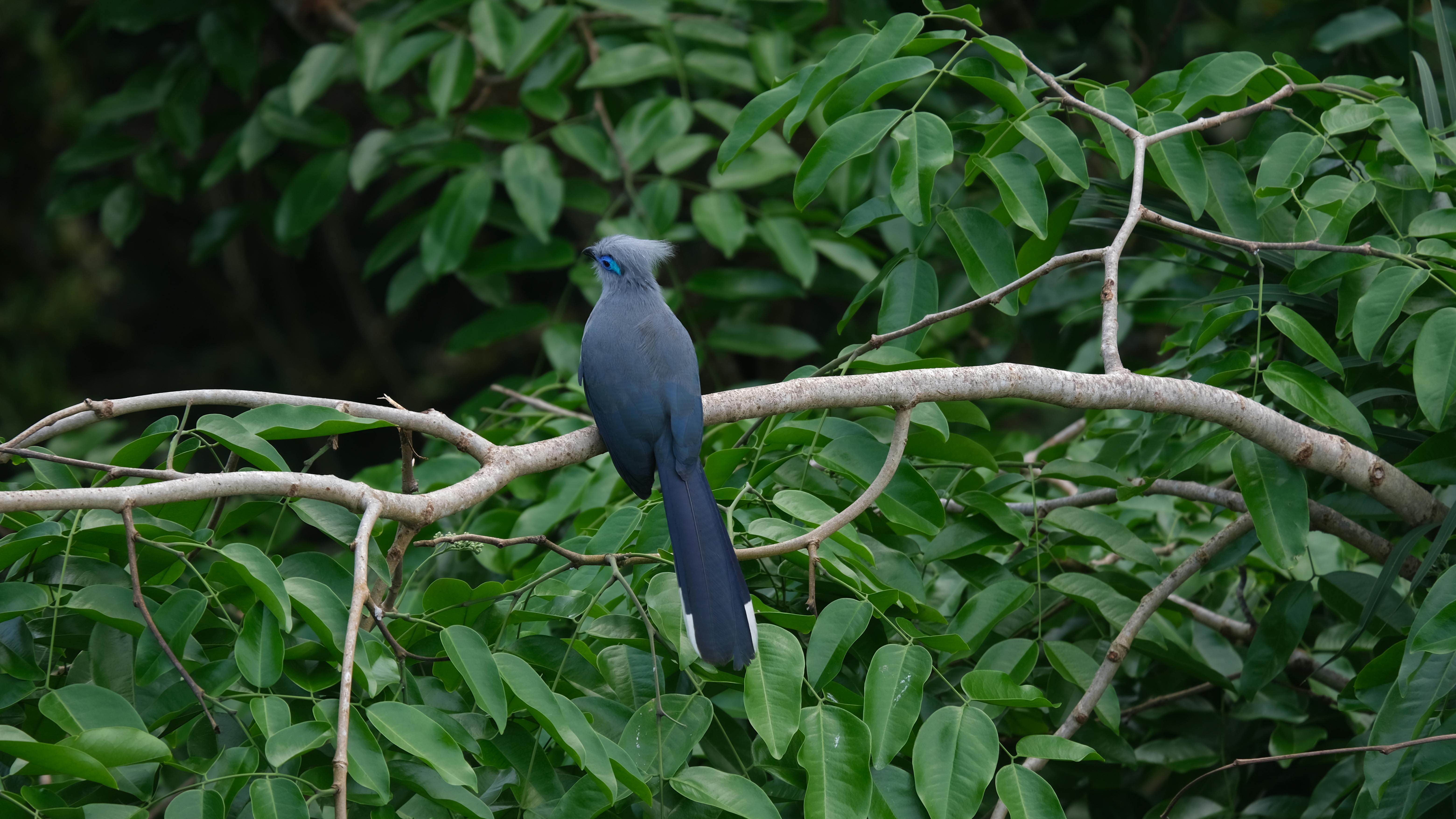 Close up of Blue Coua · Free Stock Photo