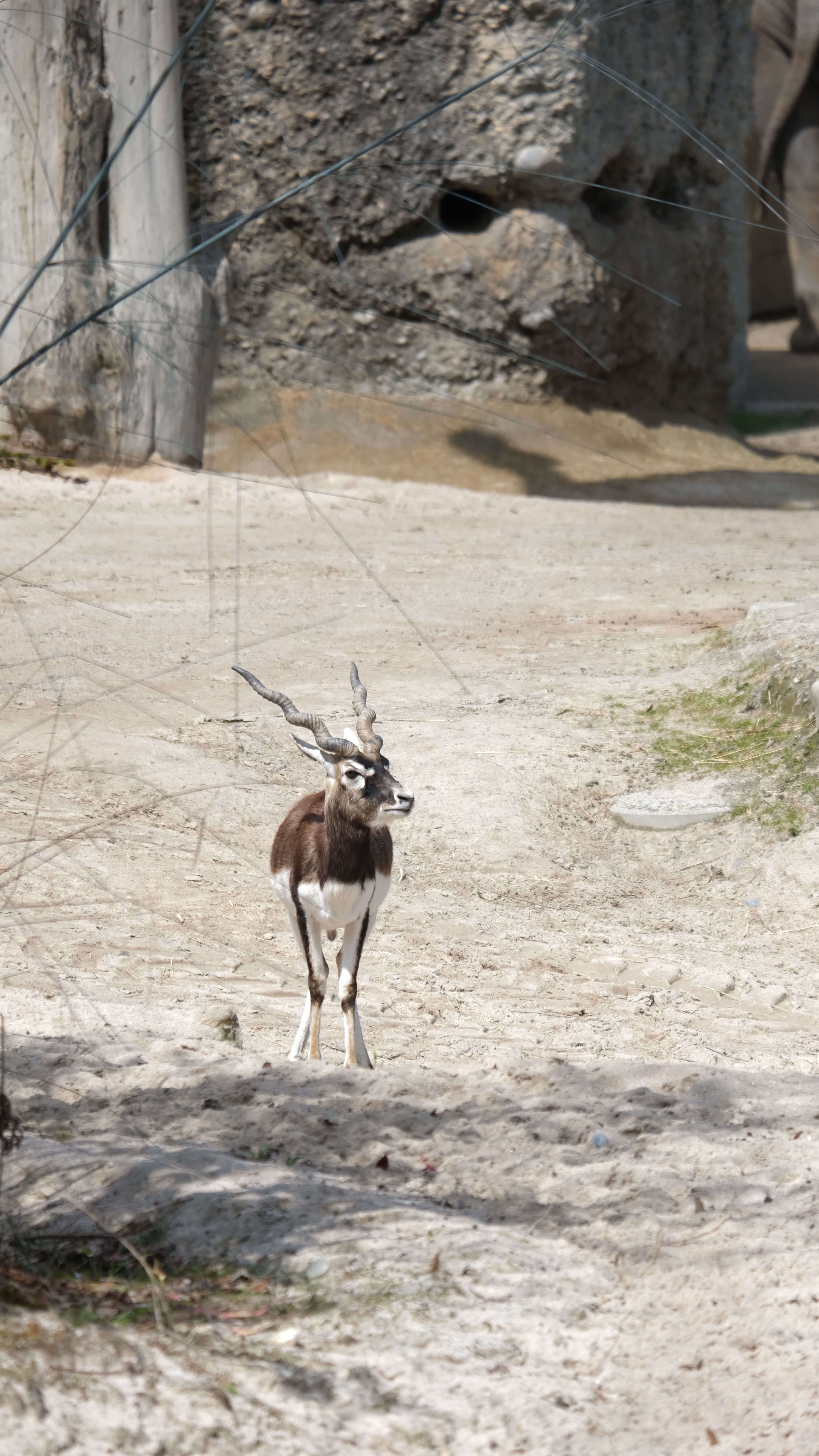 Antelope on Sand · Free Stock Photo