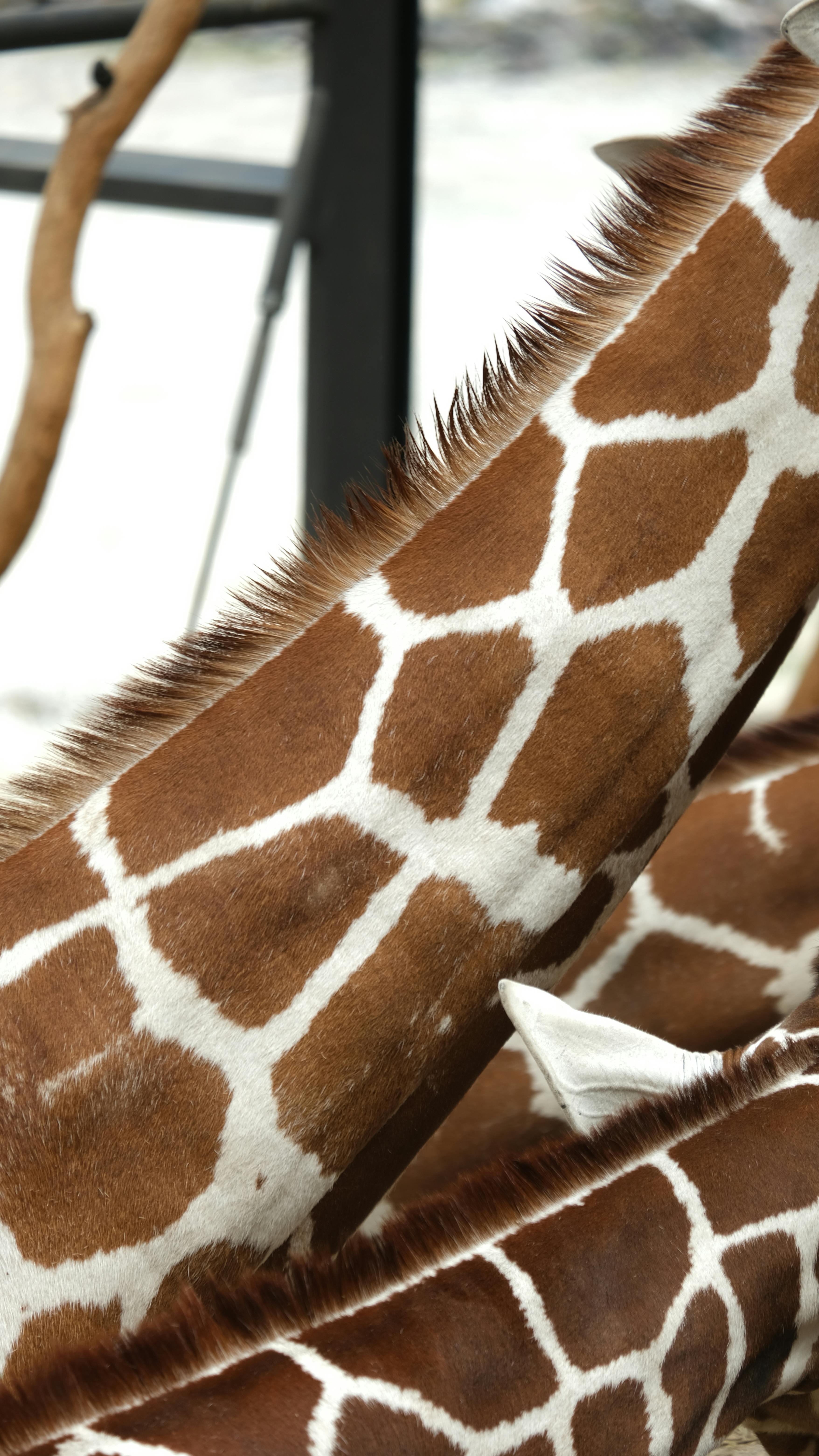 Pattern on Giraffes Hide · Free Stock Photo