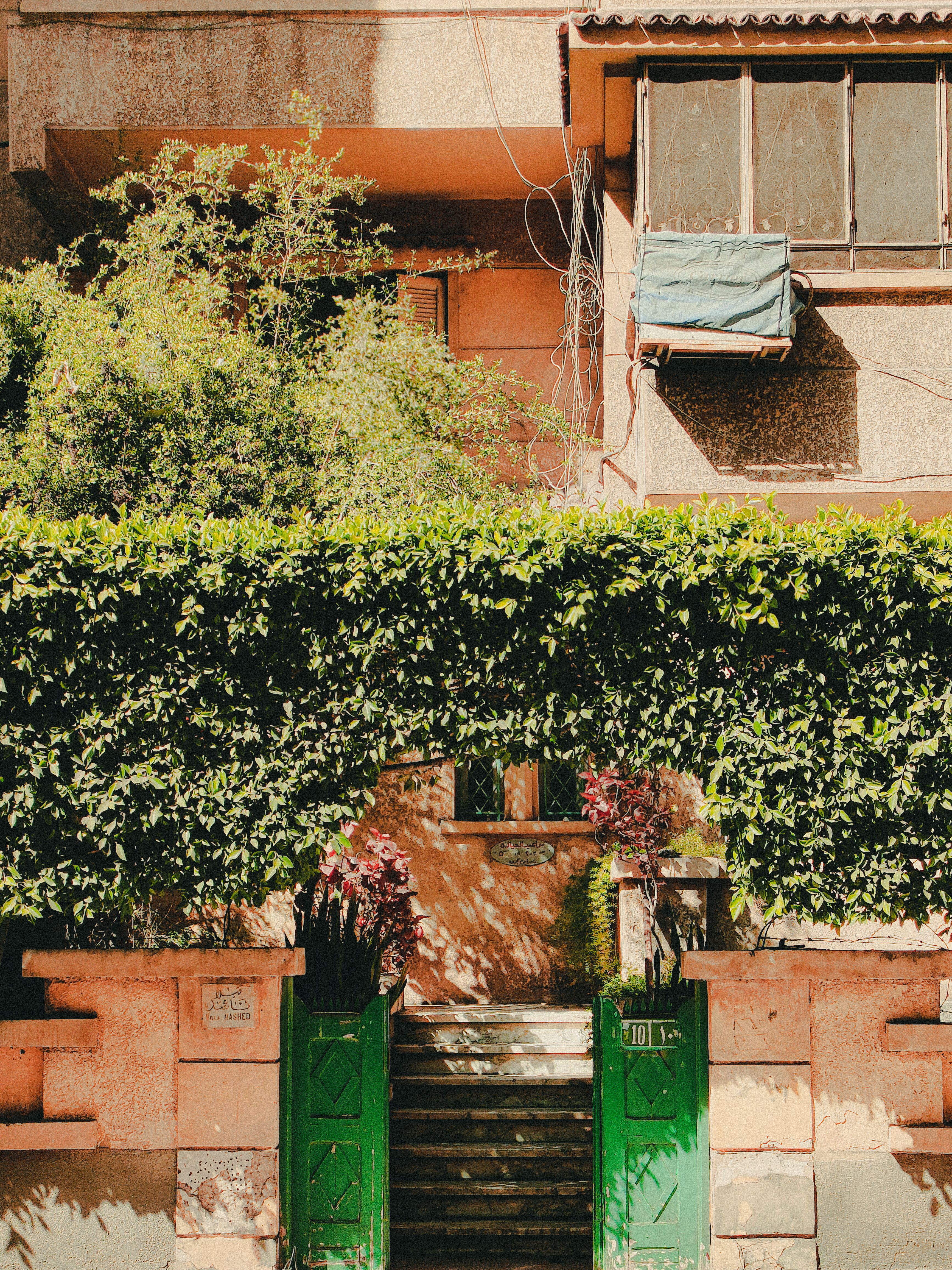 Clinging Plant over Entrance to House · Free Stock Photo