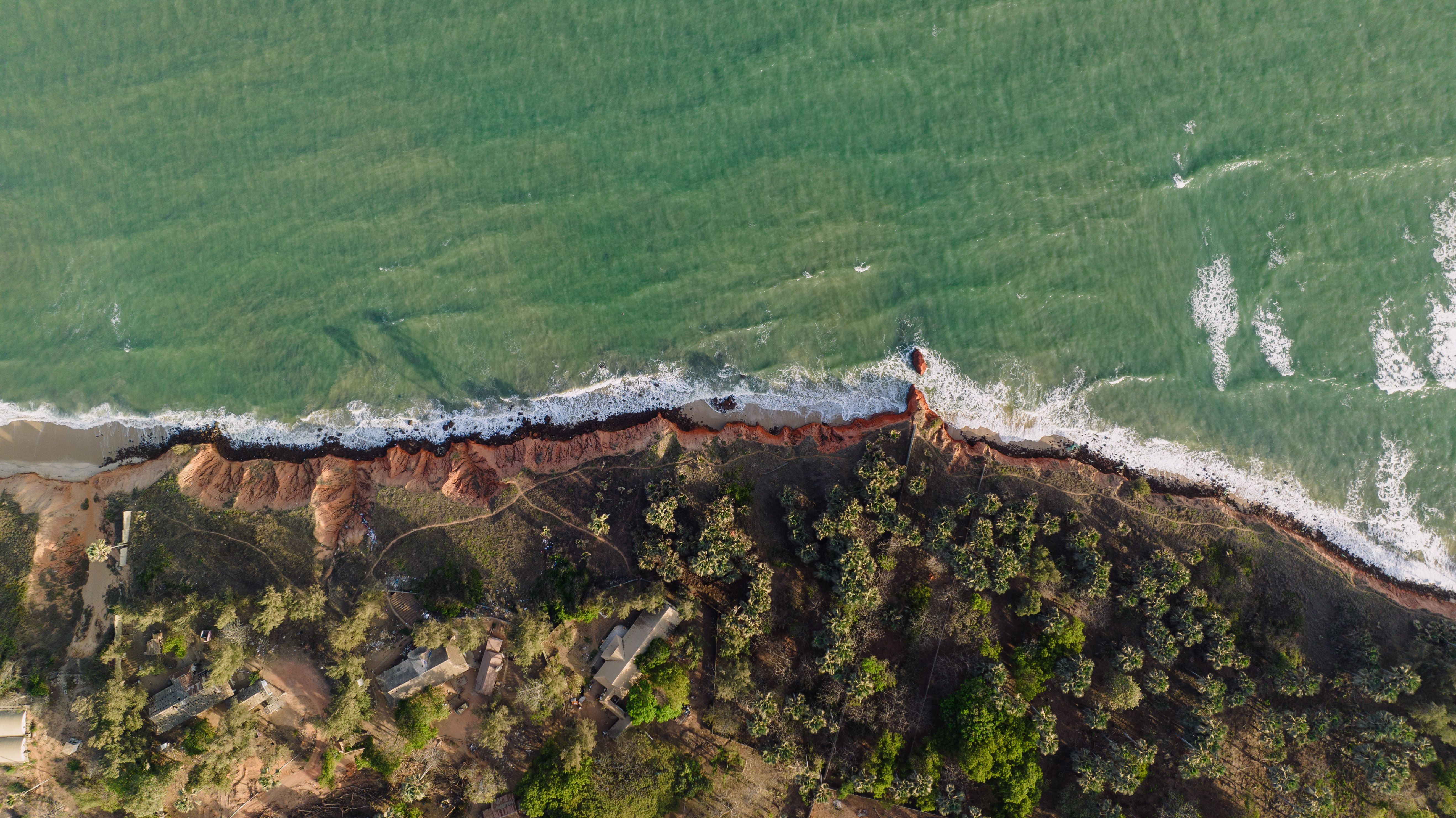 Trees on Sea Shore · Free Stock Photo