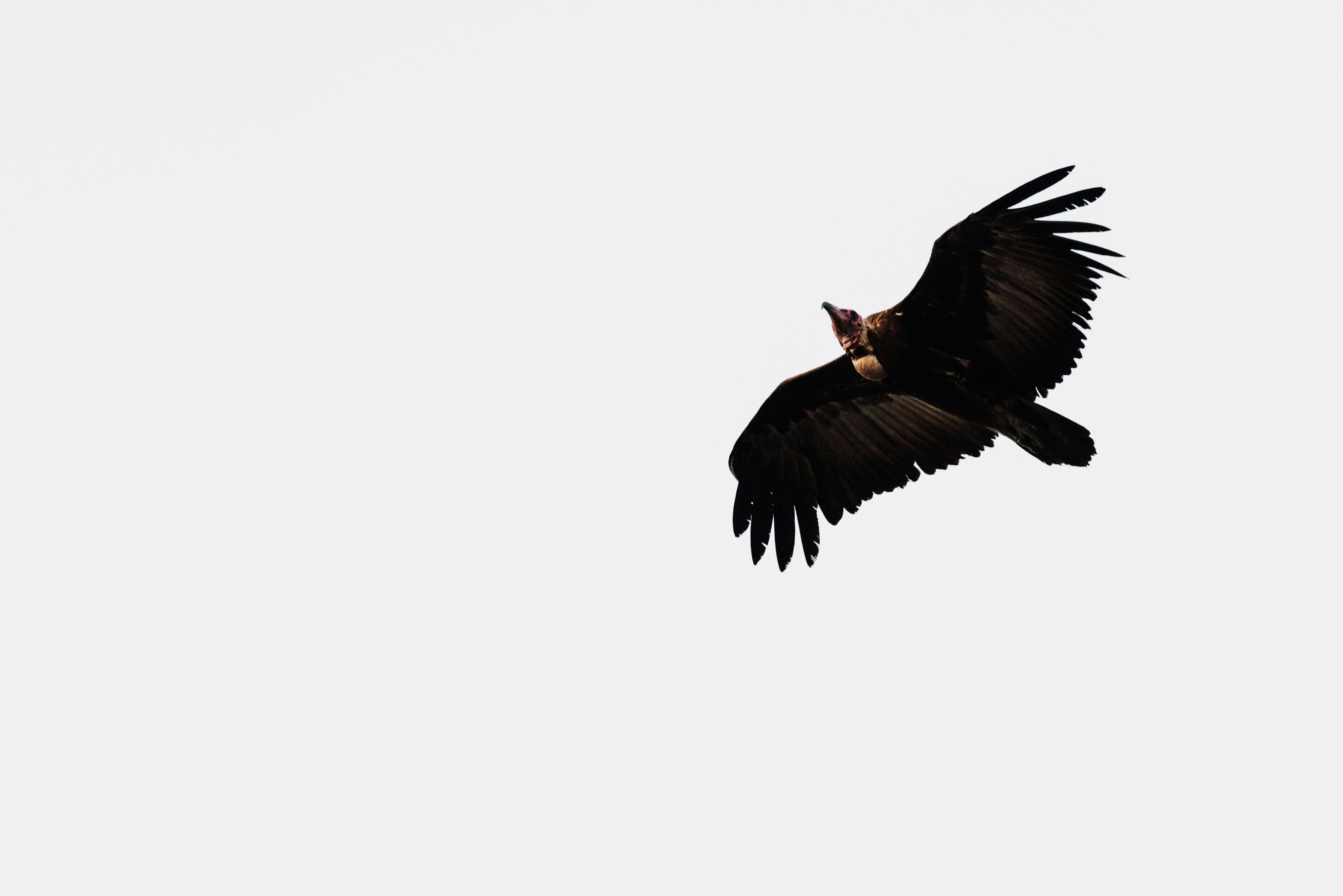 A Flying Andean Condor · Free Stock Photo
