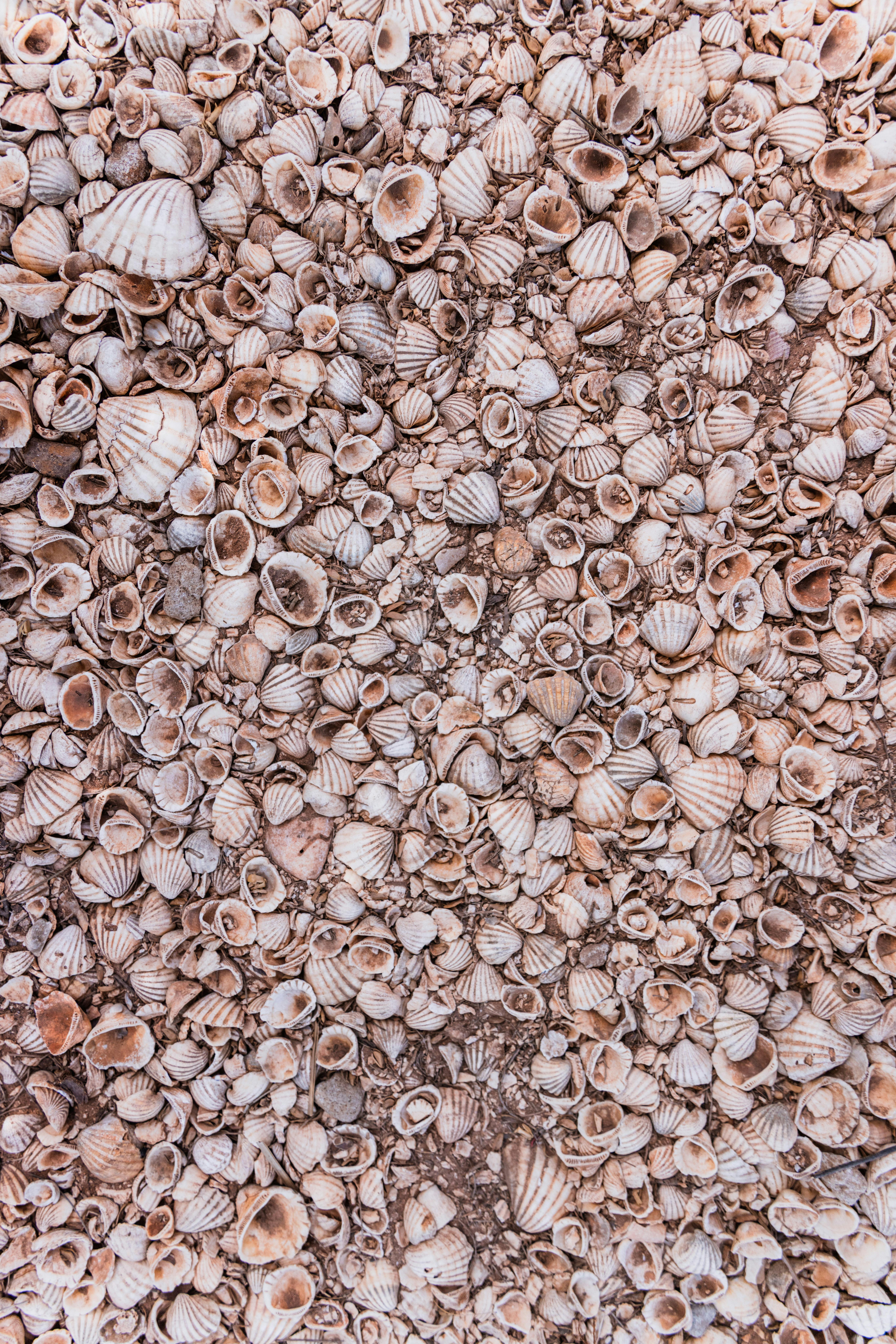 Two Conch · Free Stock Photo