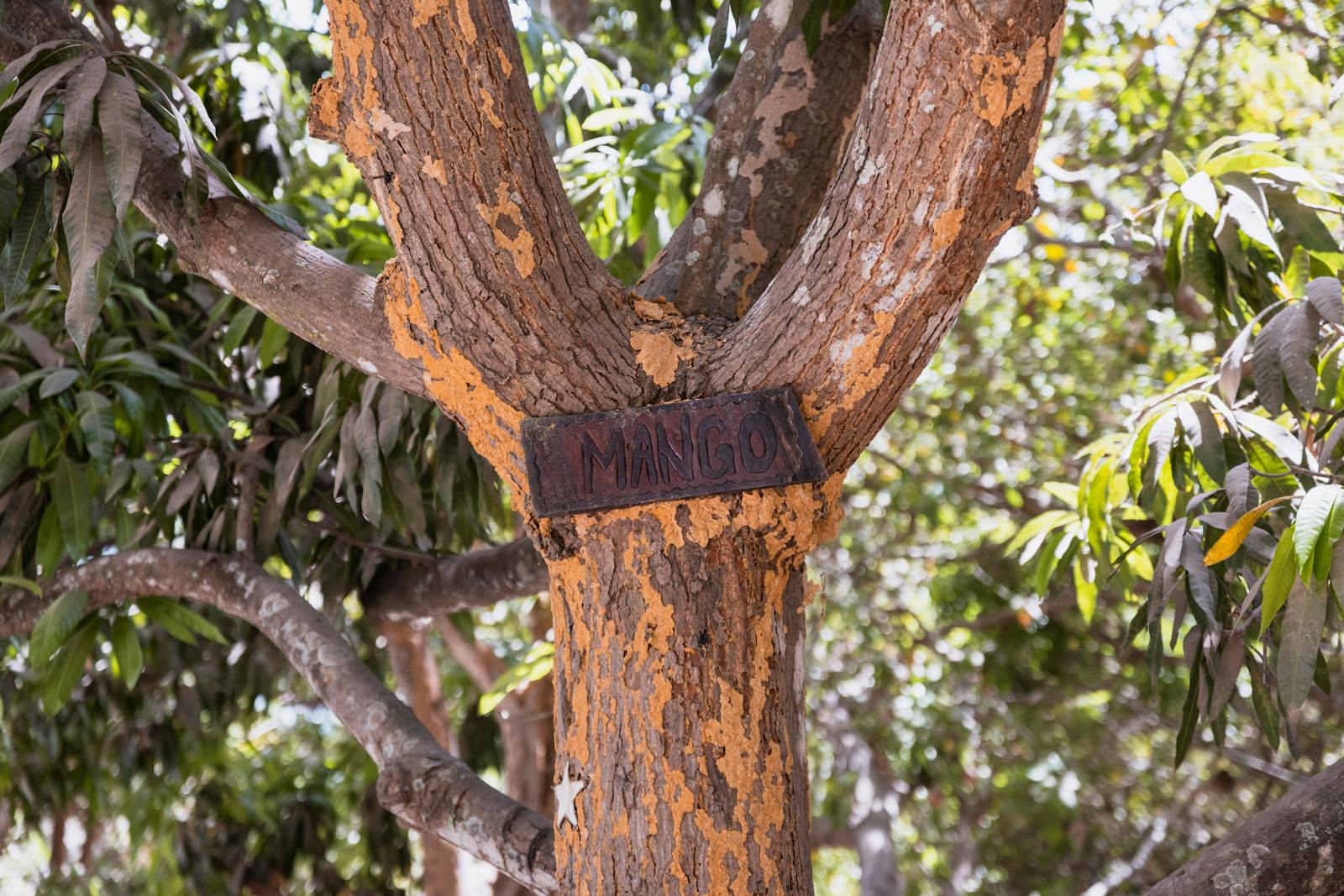 Mango Tree Photos, Download The BEST Free Mango Tree Stock Photos & HD ...