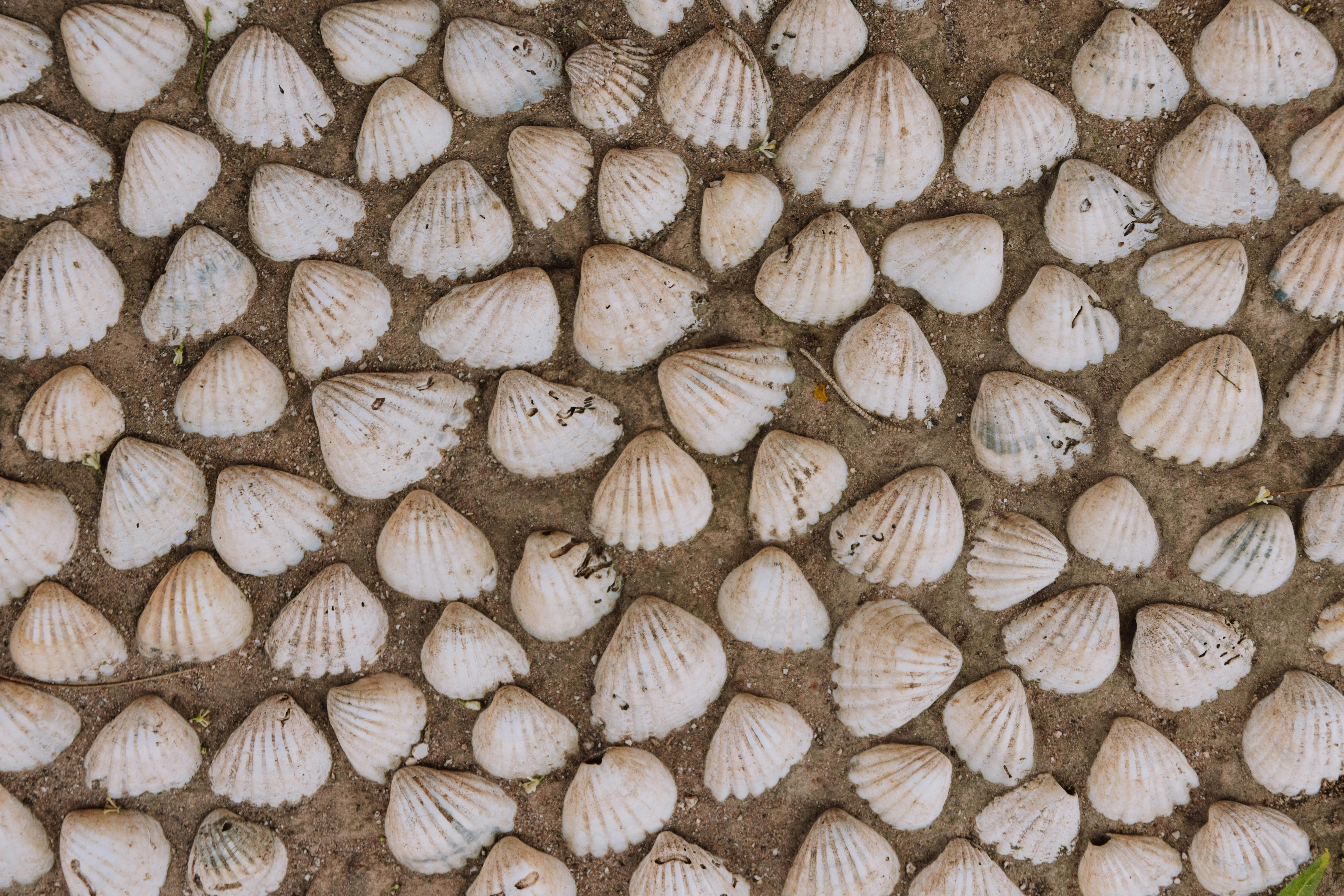 Shells on Sand · Free Stock Photo