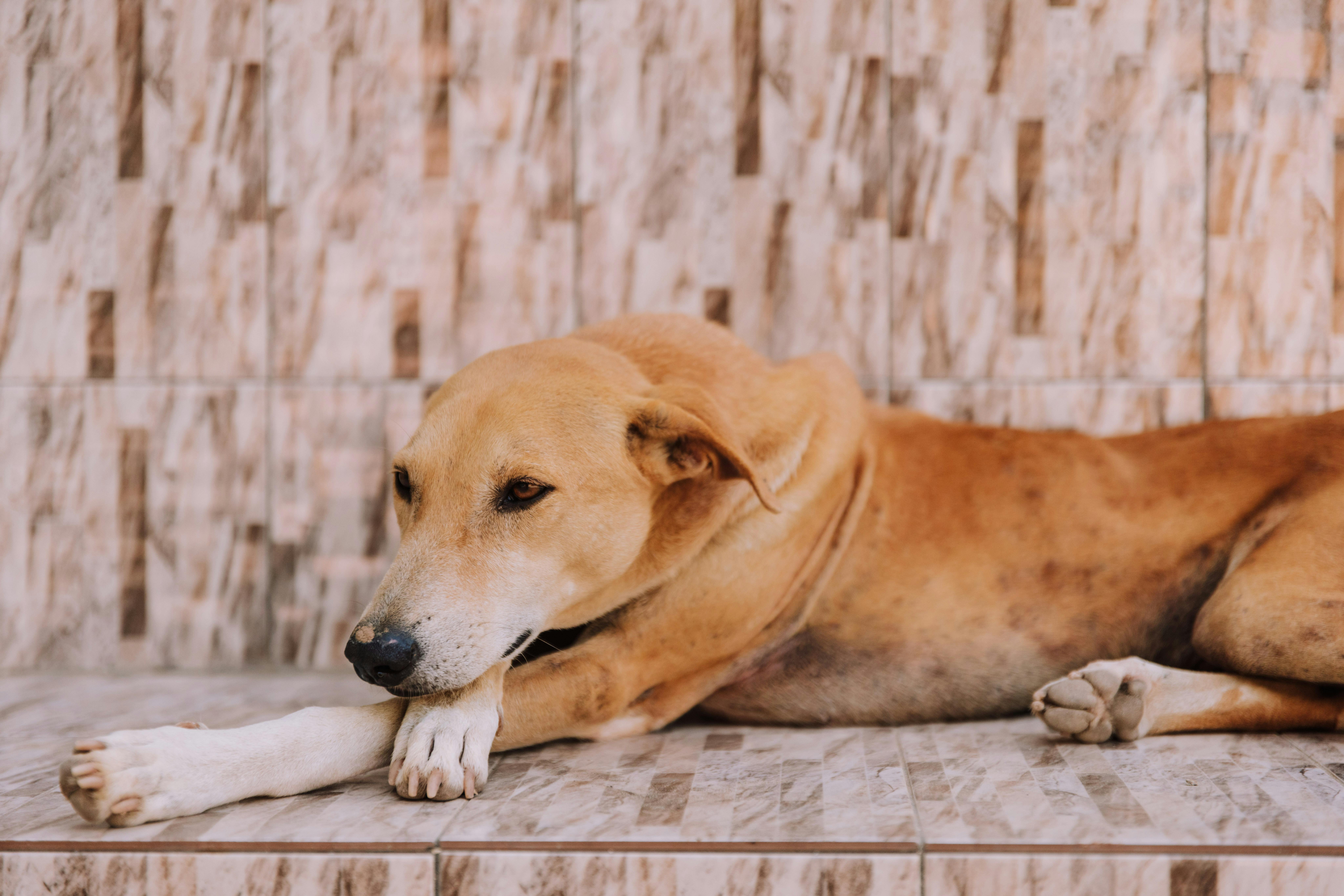 Dog Lying Down · Free Stock Photo