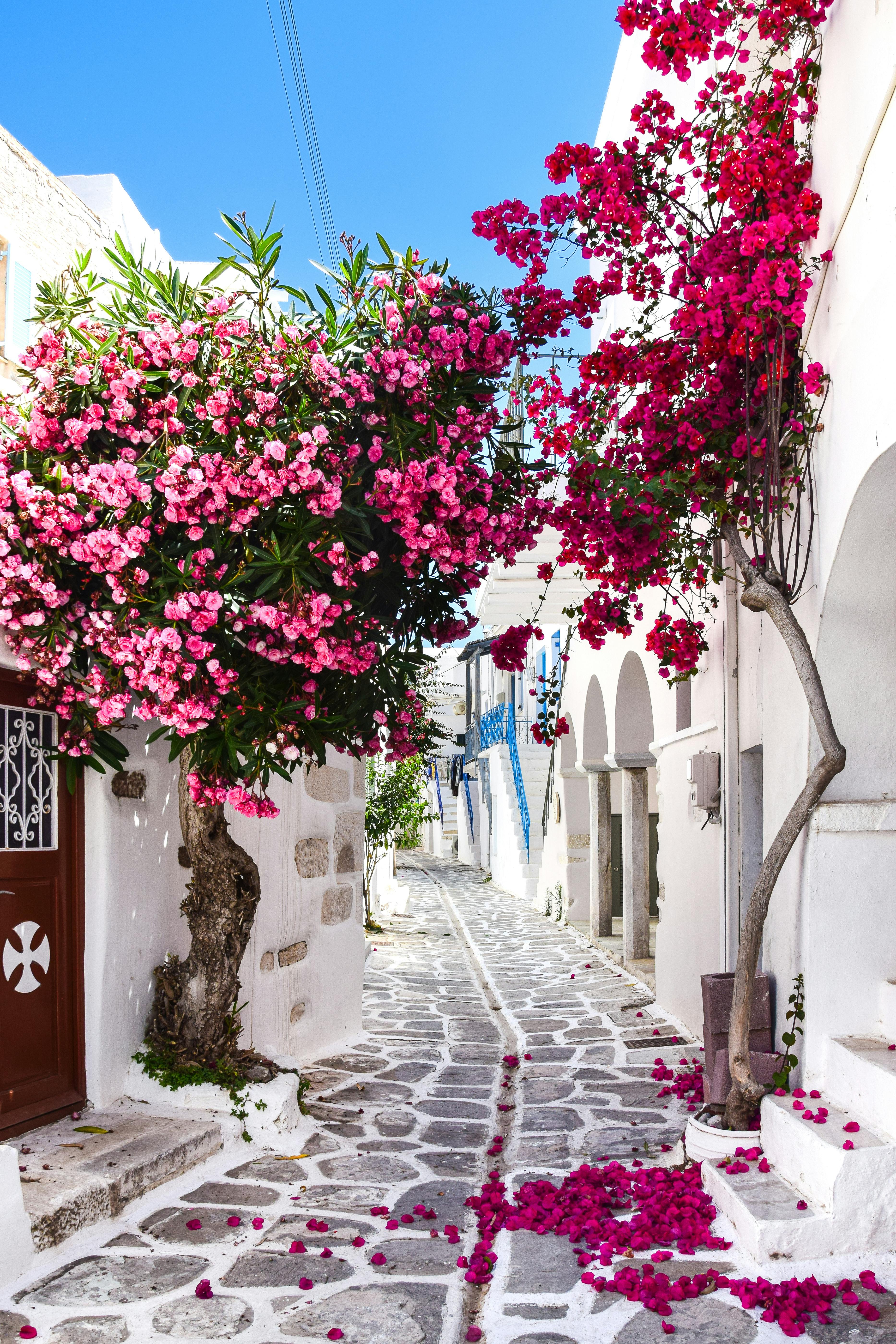 Trees with Pink Blossoms in Alley in Town in Greece · Free Stock Photo