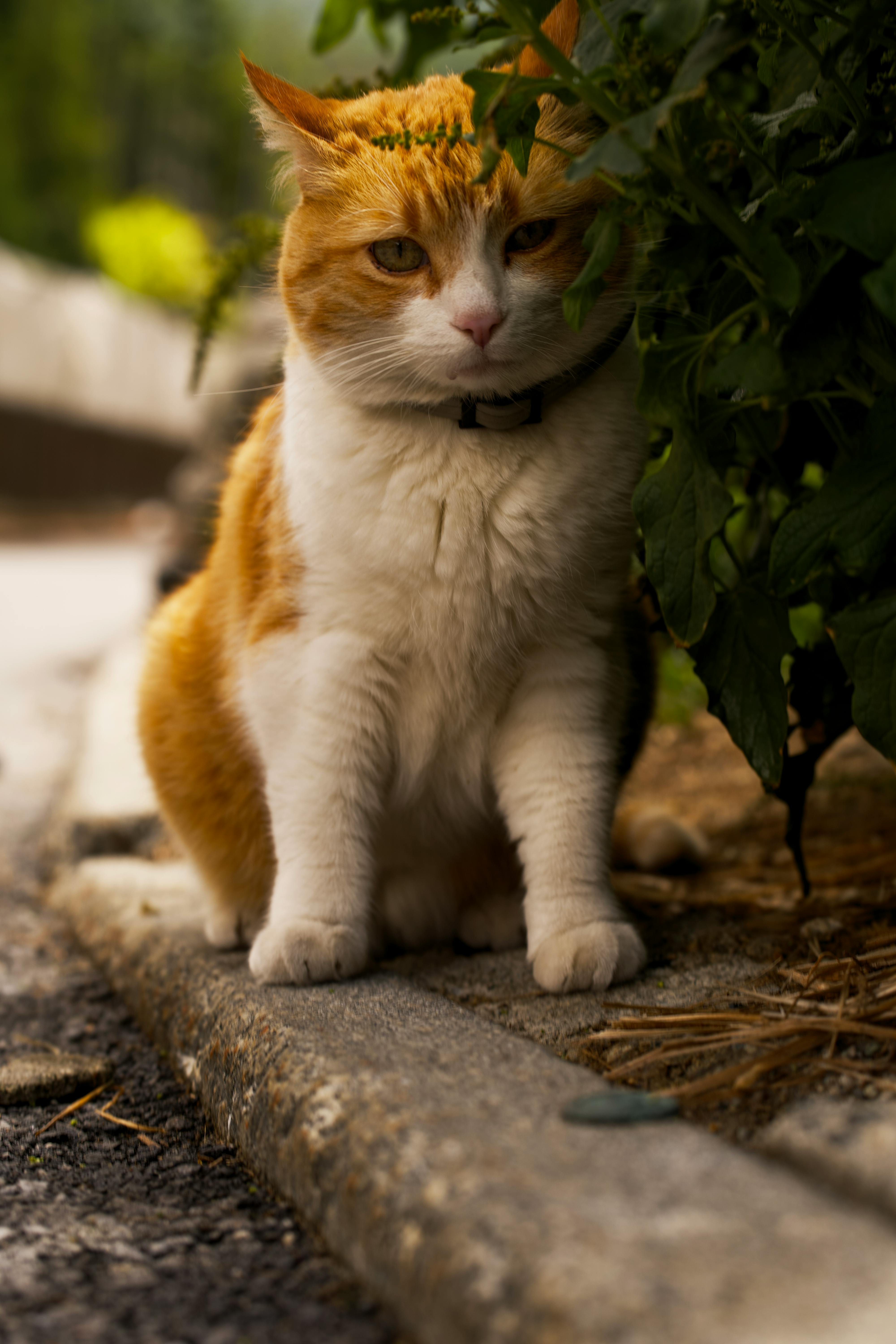 Ginger Cat on Ground · Free Stock Photo