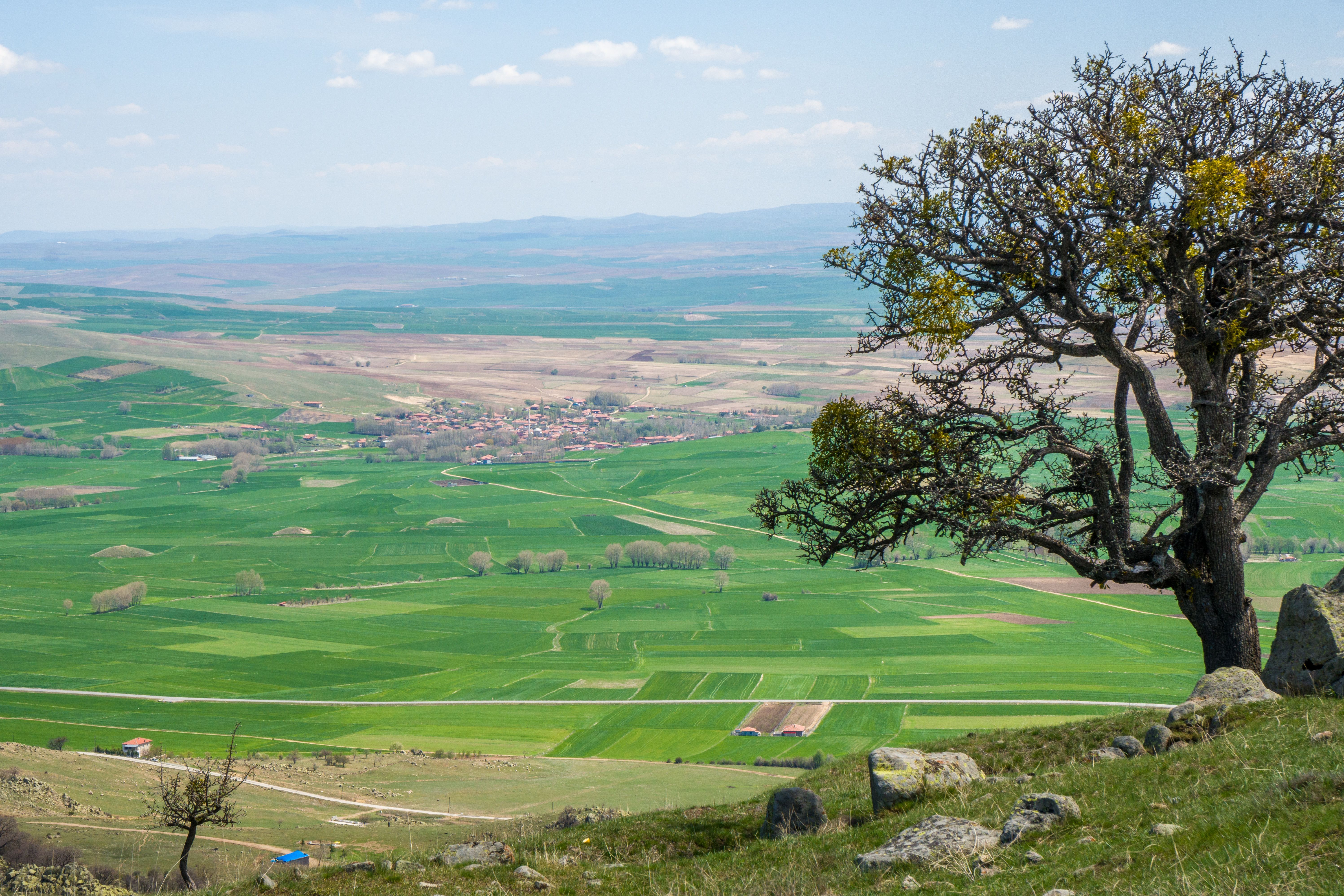 Tree and Countryside Landscape behind · Free Stock Photo