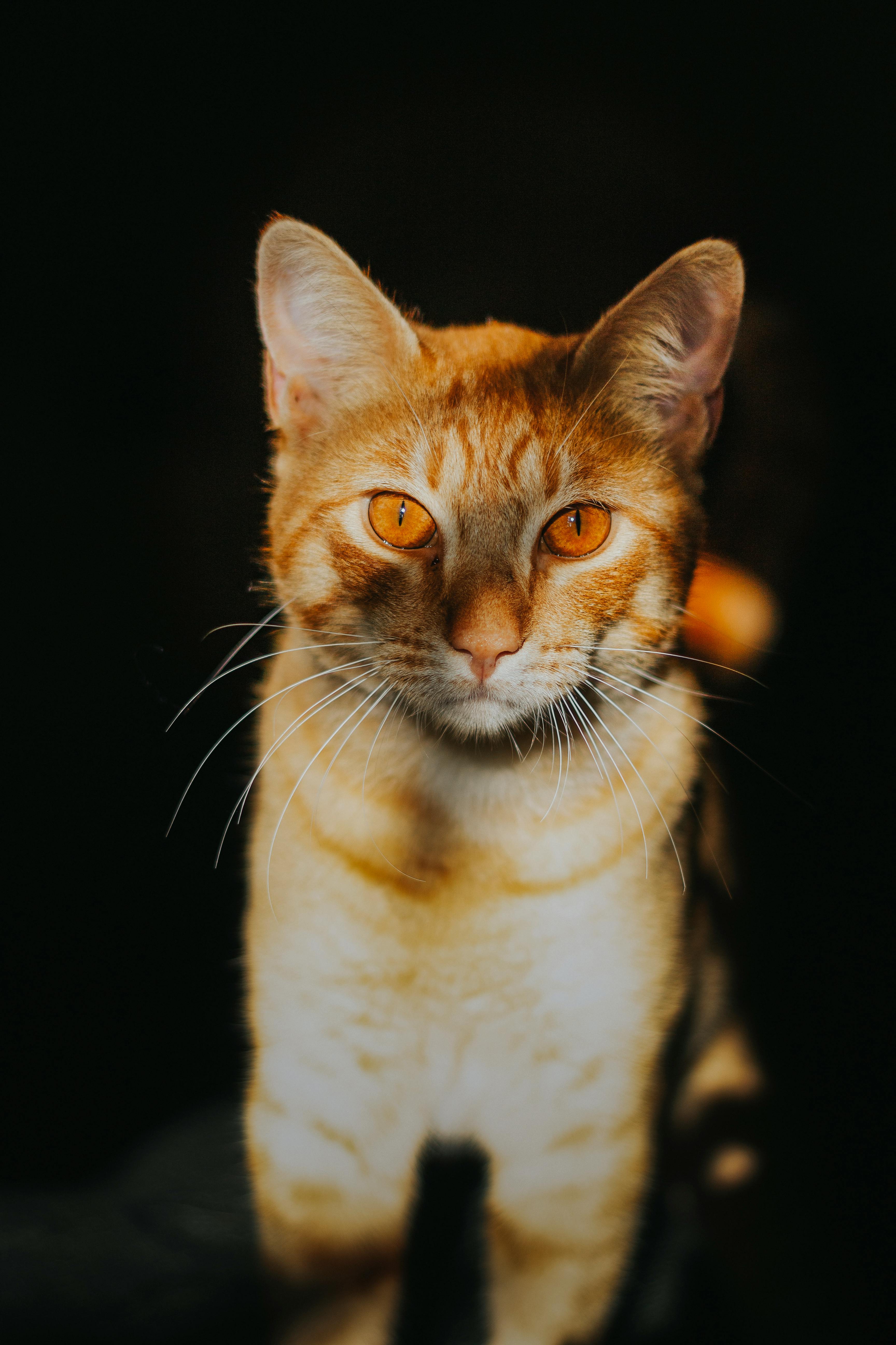 Ginger Cat Standing in Sunlight · Free Stock Photo