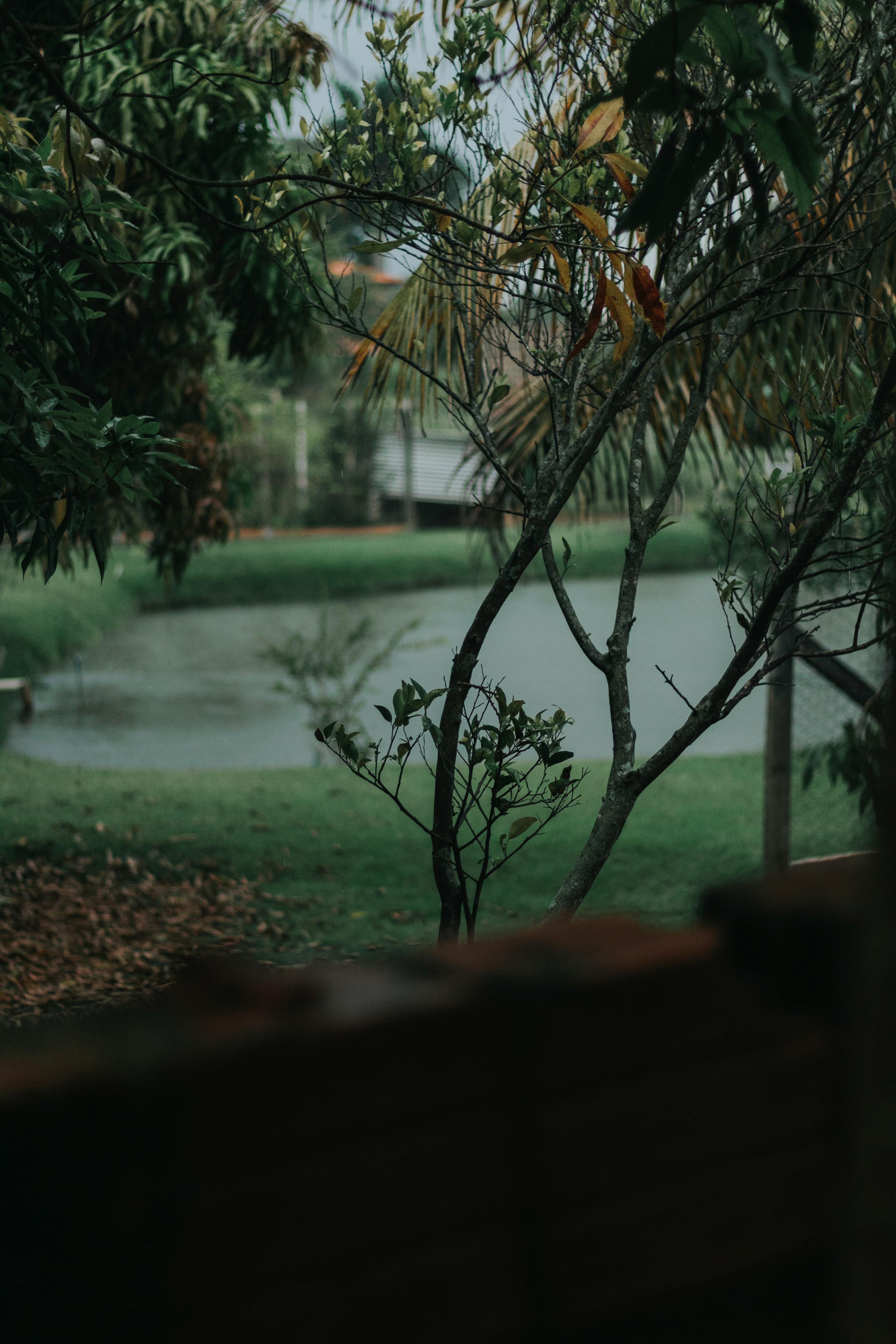 Rain in a Park Hitting the Surface of a Pond · Free Stock Photo