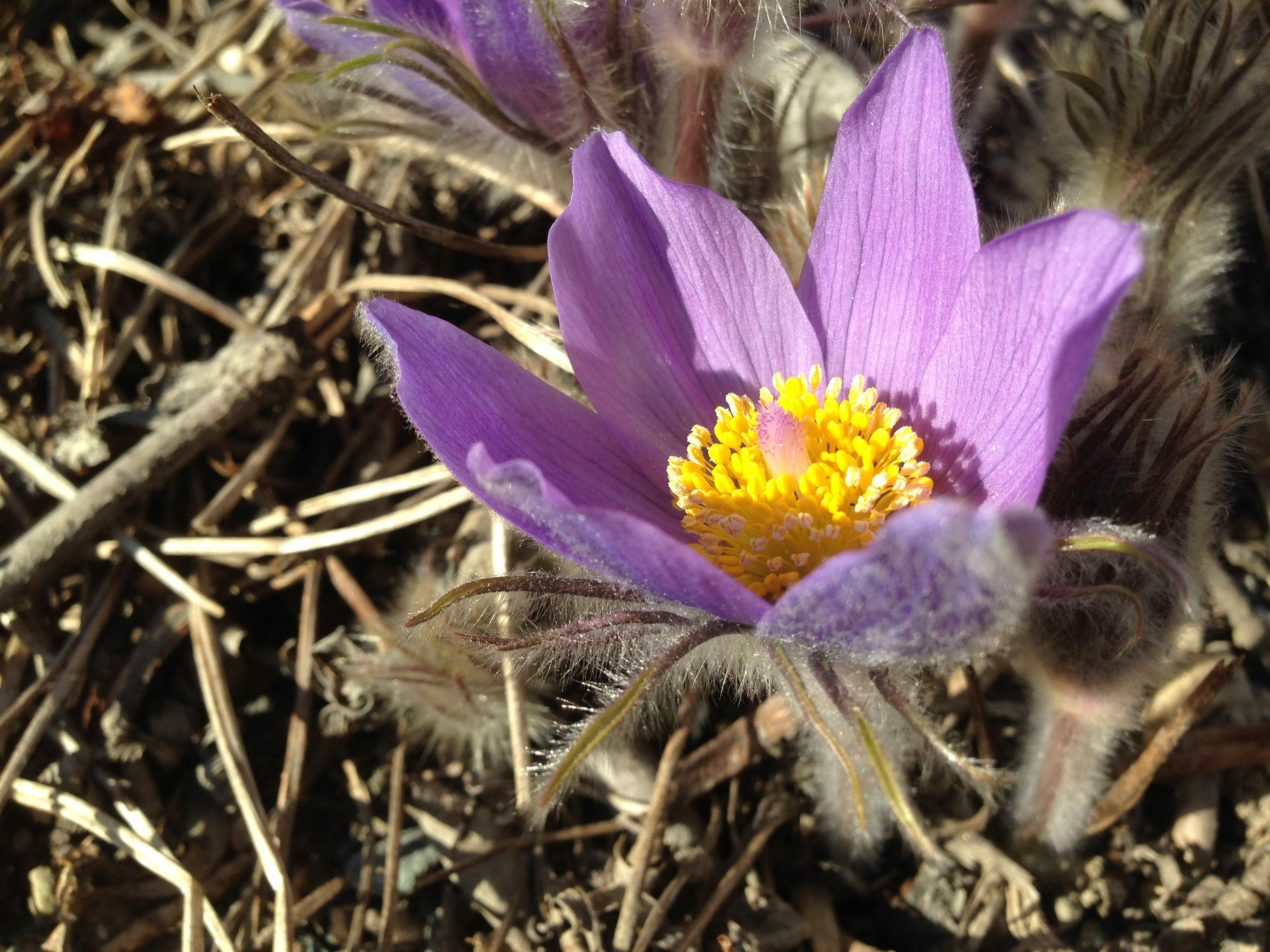 Fuzzy Perennial Flowers