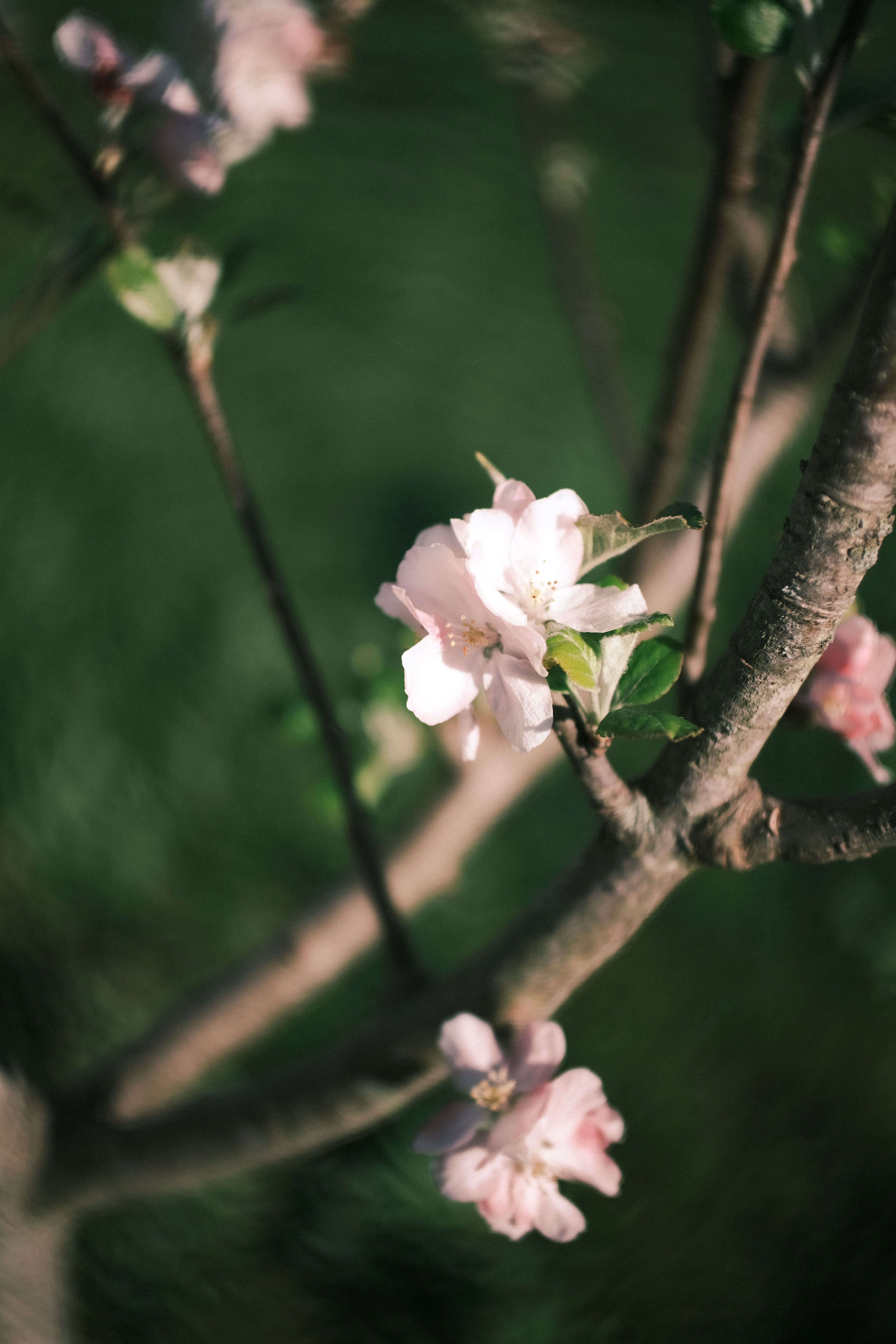 Zoom Backgrounds Spring Photos, Download The BEST Free Zoom Backgrounds ...