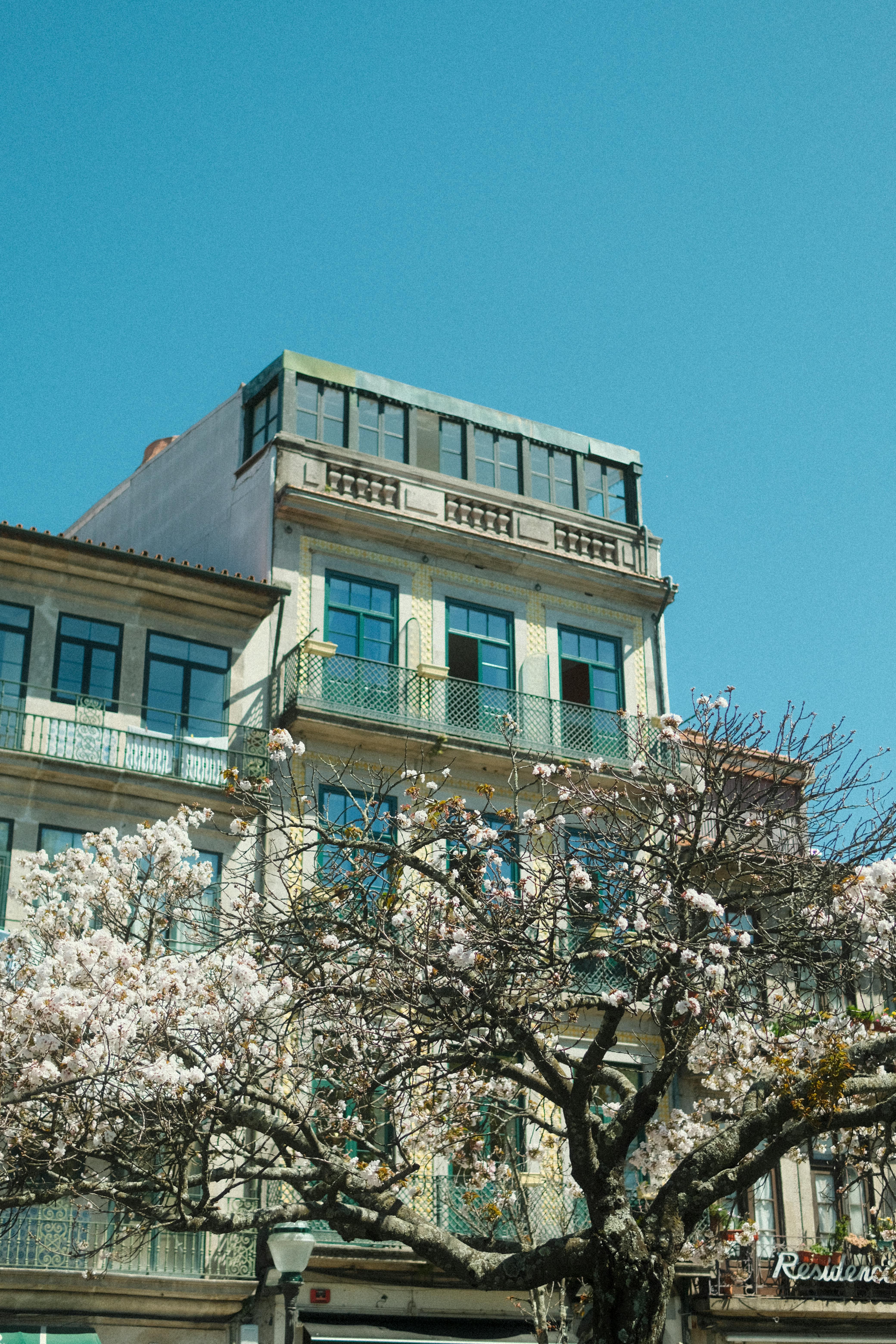 Tree near Building in Spring · Free Stock Photo