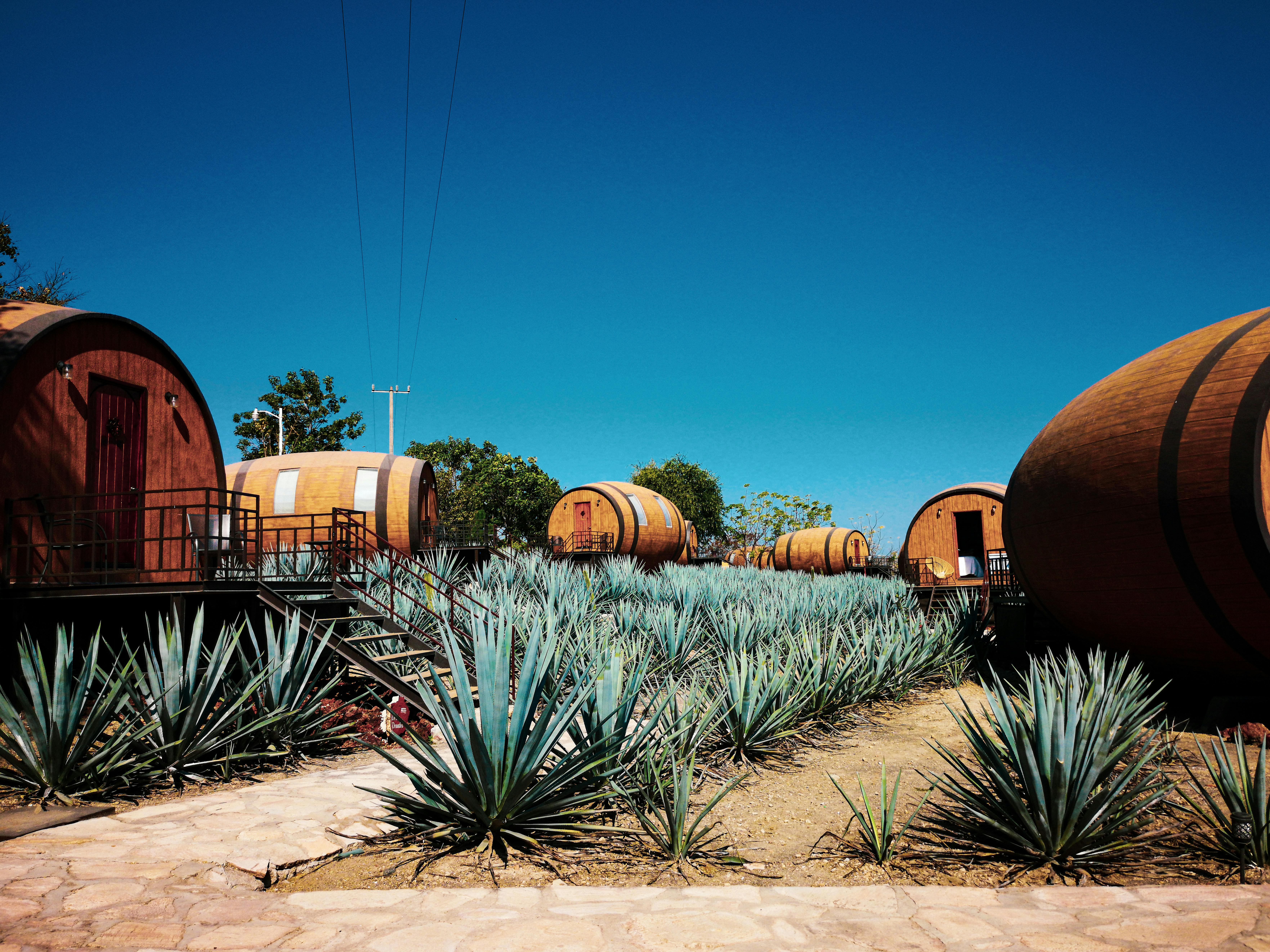 Foto de stock gratuita sobre agave tequilana, agaves, al aire libre ...