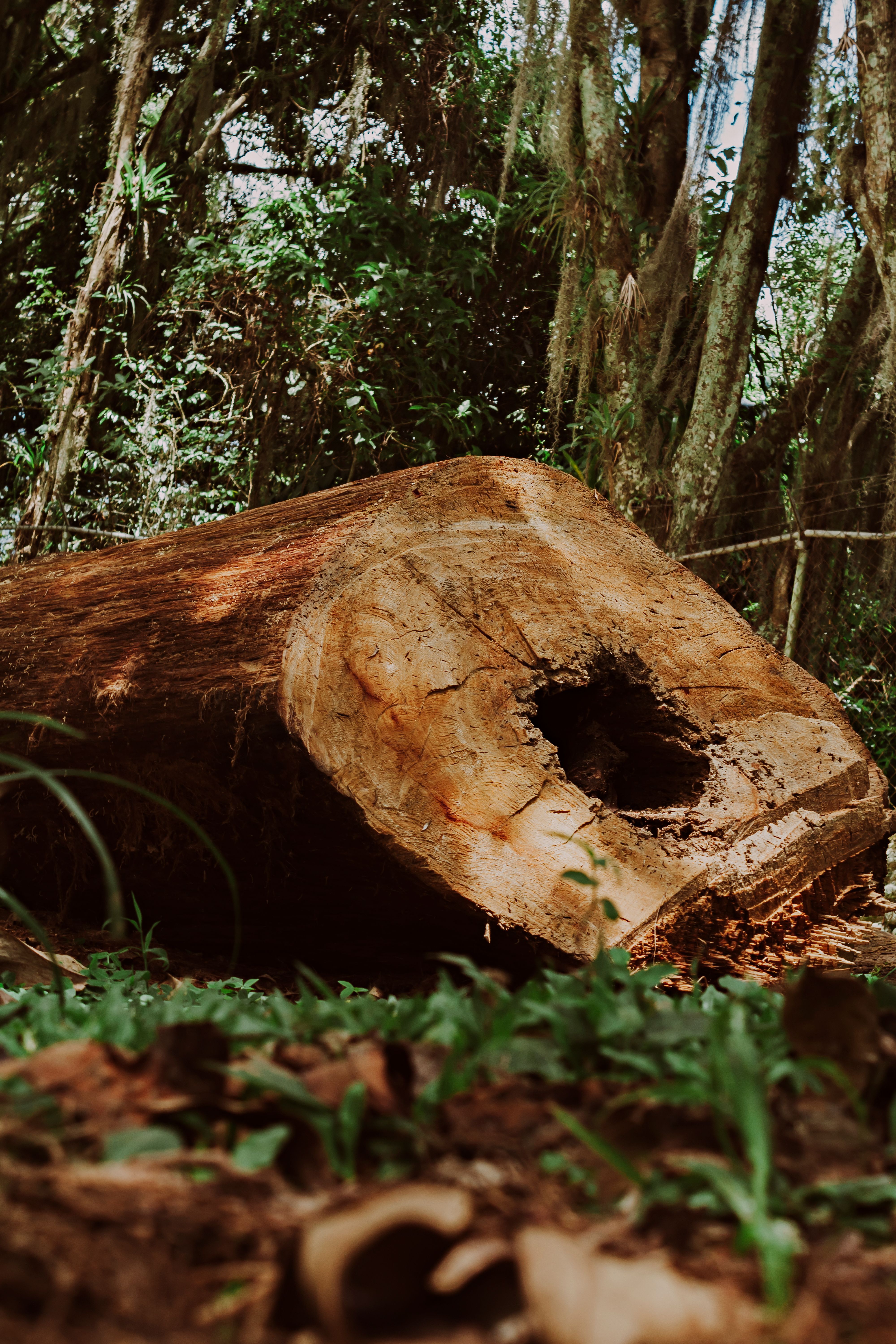 Log Hollow Photos, Download The BEST Free Log Hollow Stock Photos & HD ...