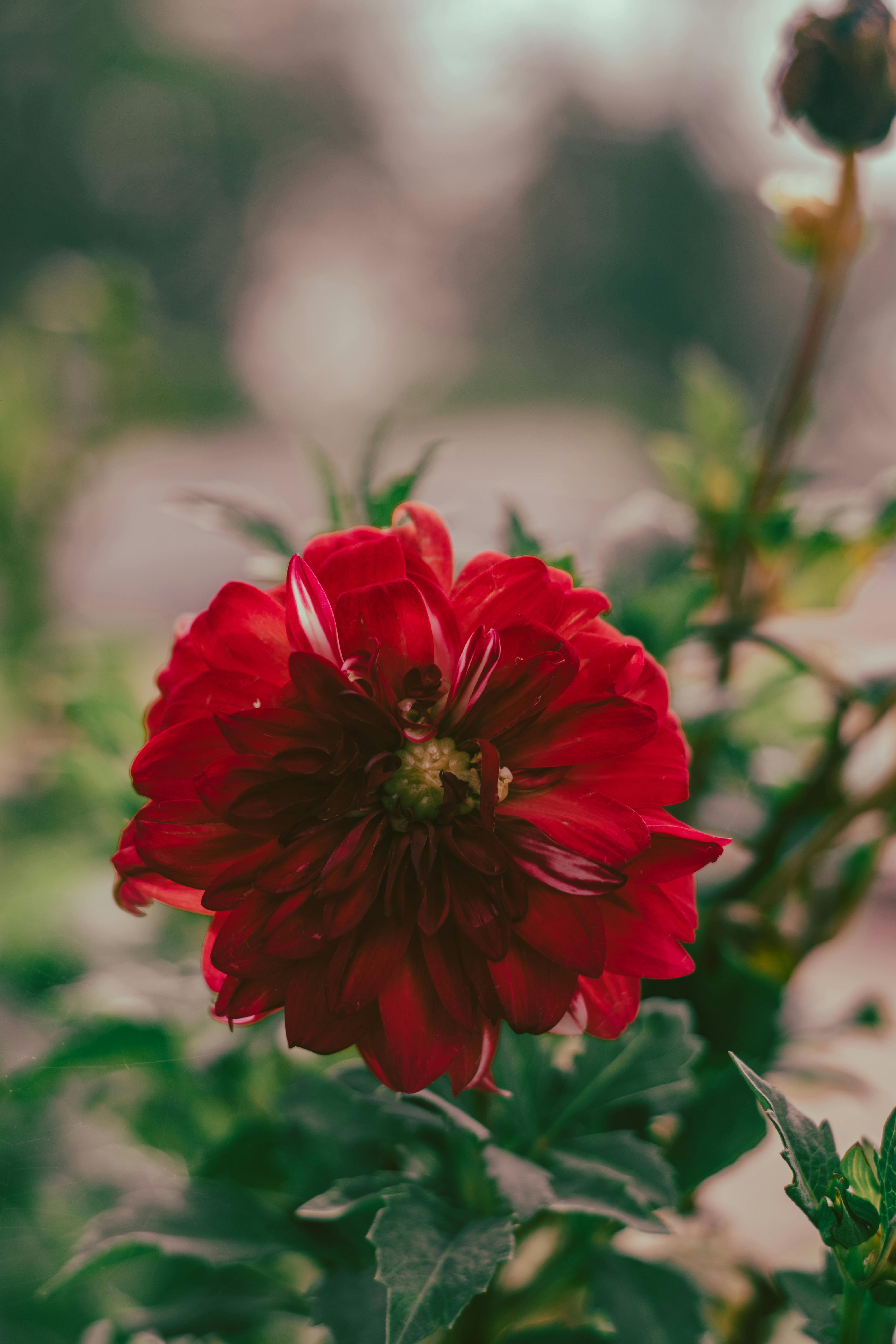 Single Red Flower · Free Stock Photo