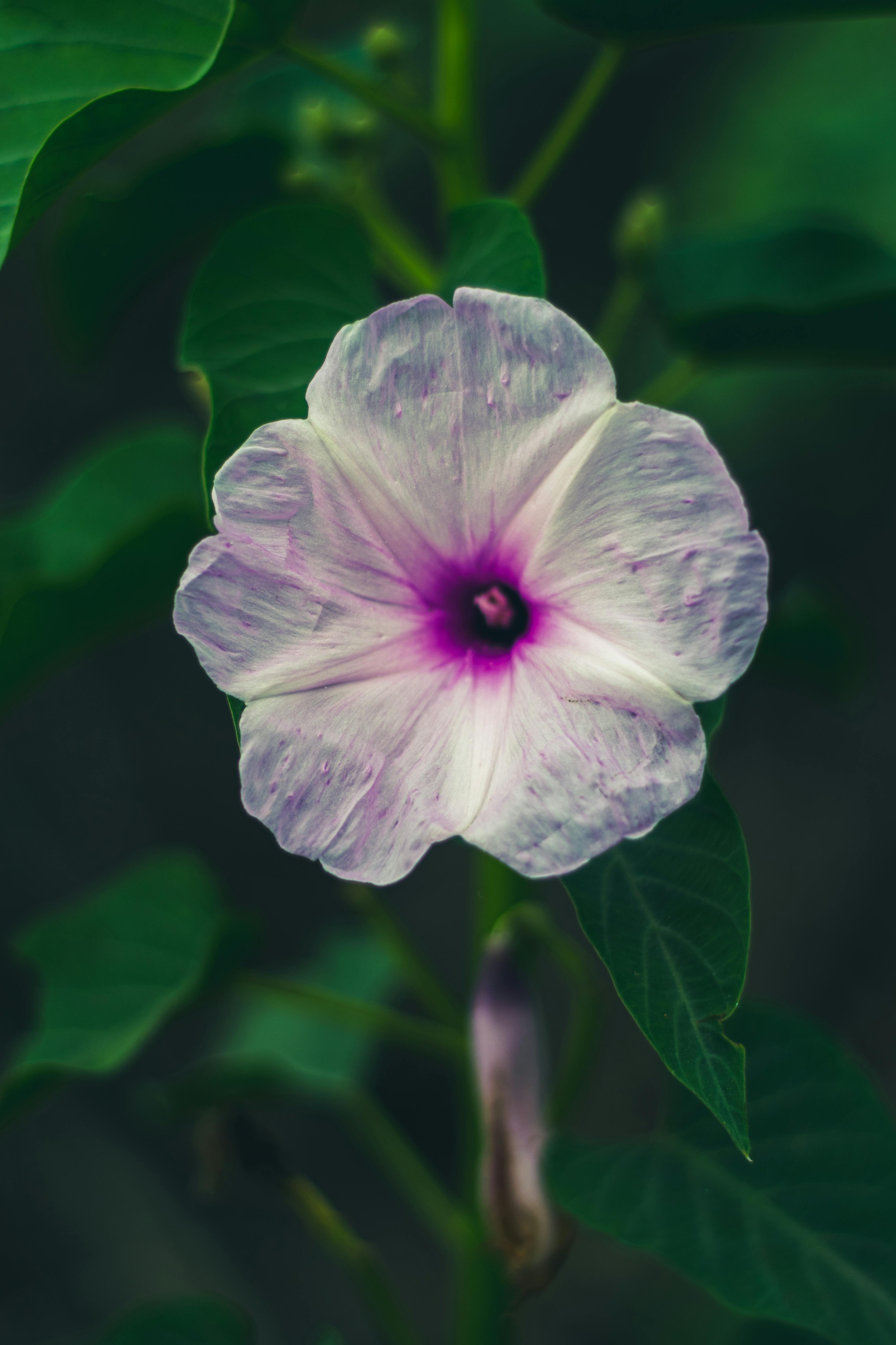 Close up of Morning Glory · Free Stock Photo