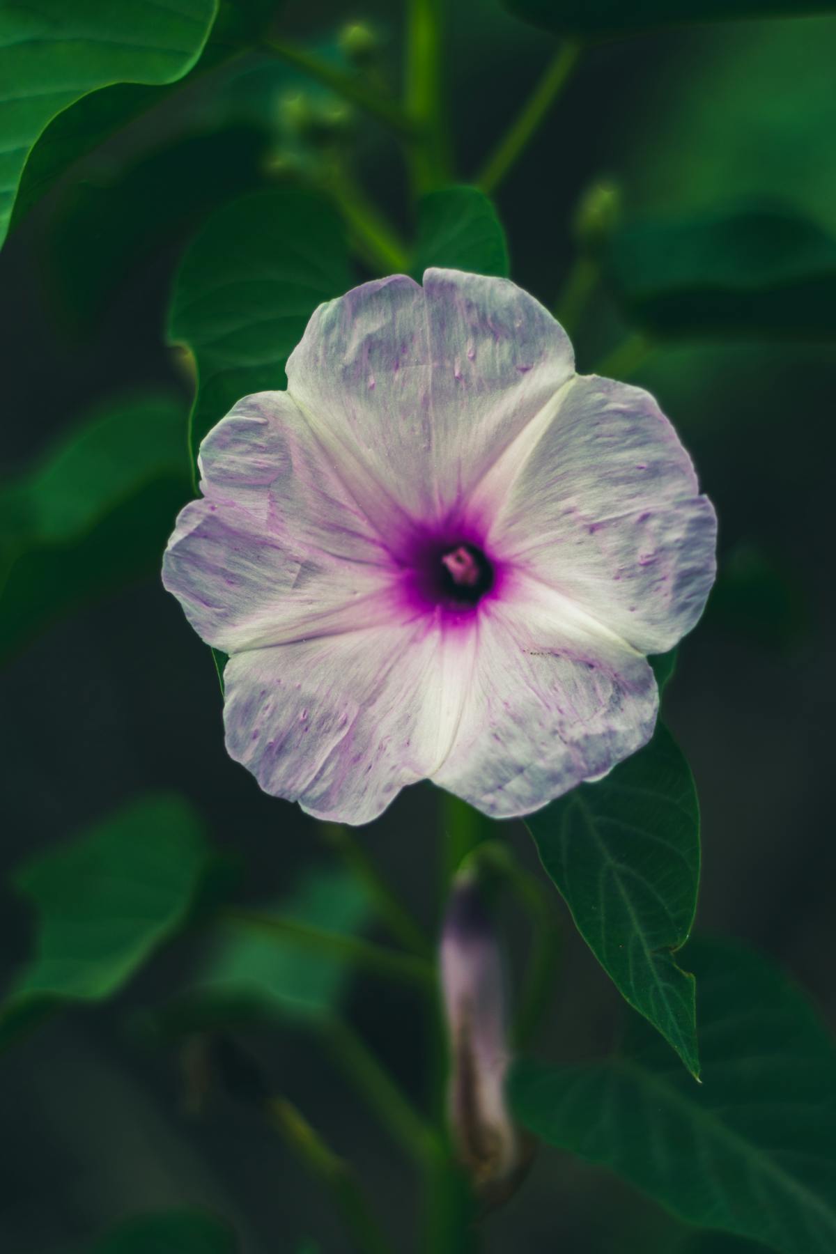 Morning Glory Photos, Download The BEST Free Morning Glory Stock Photos ...