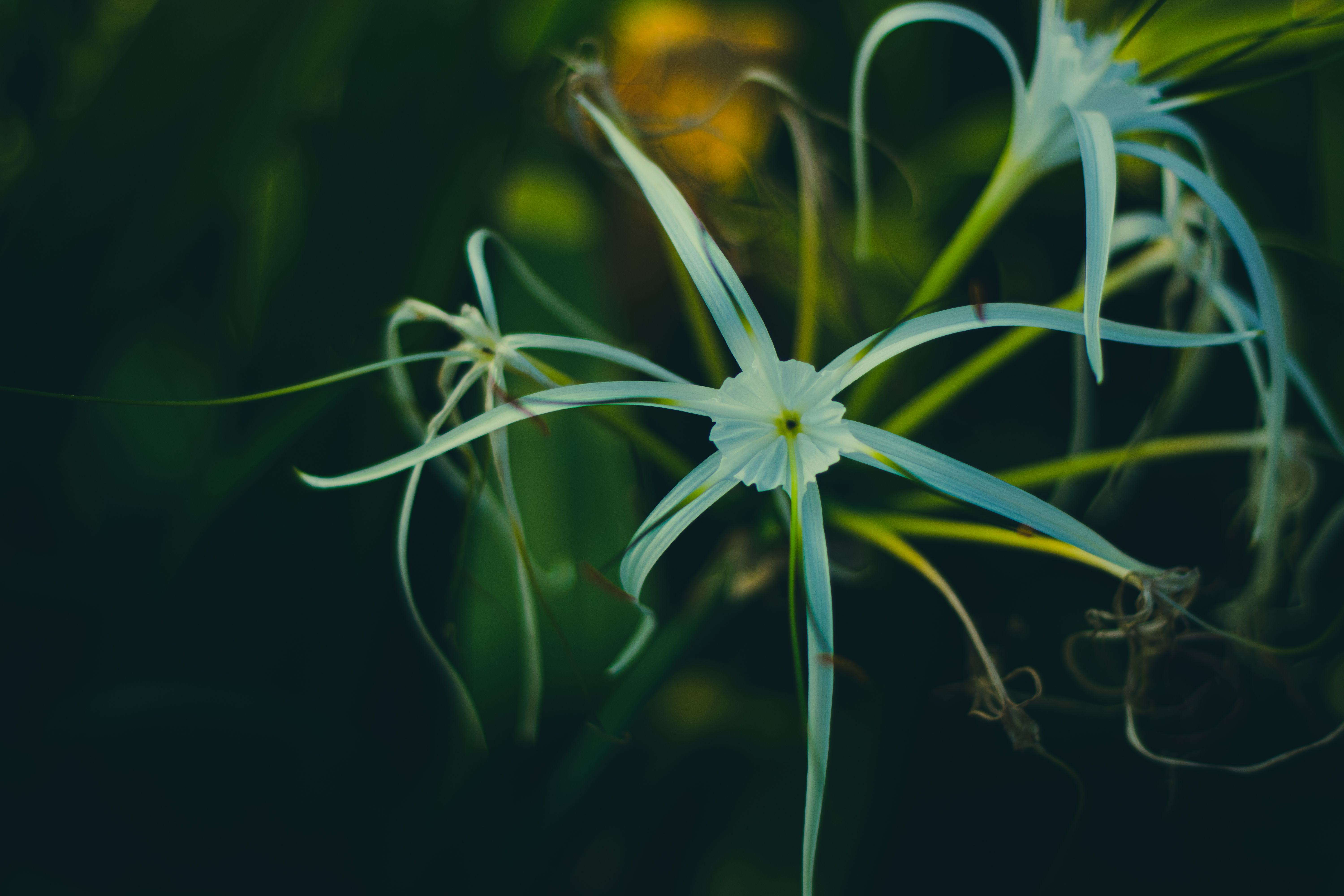 Close up of Beach Spider Lily · Free Stock Photo