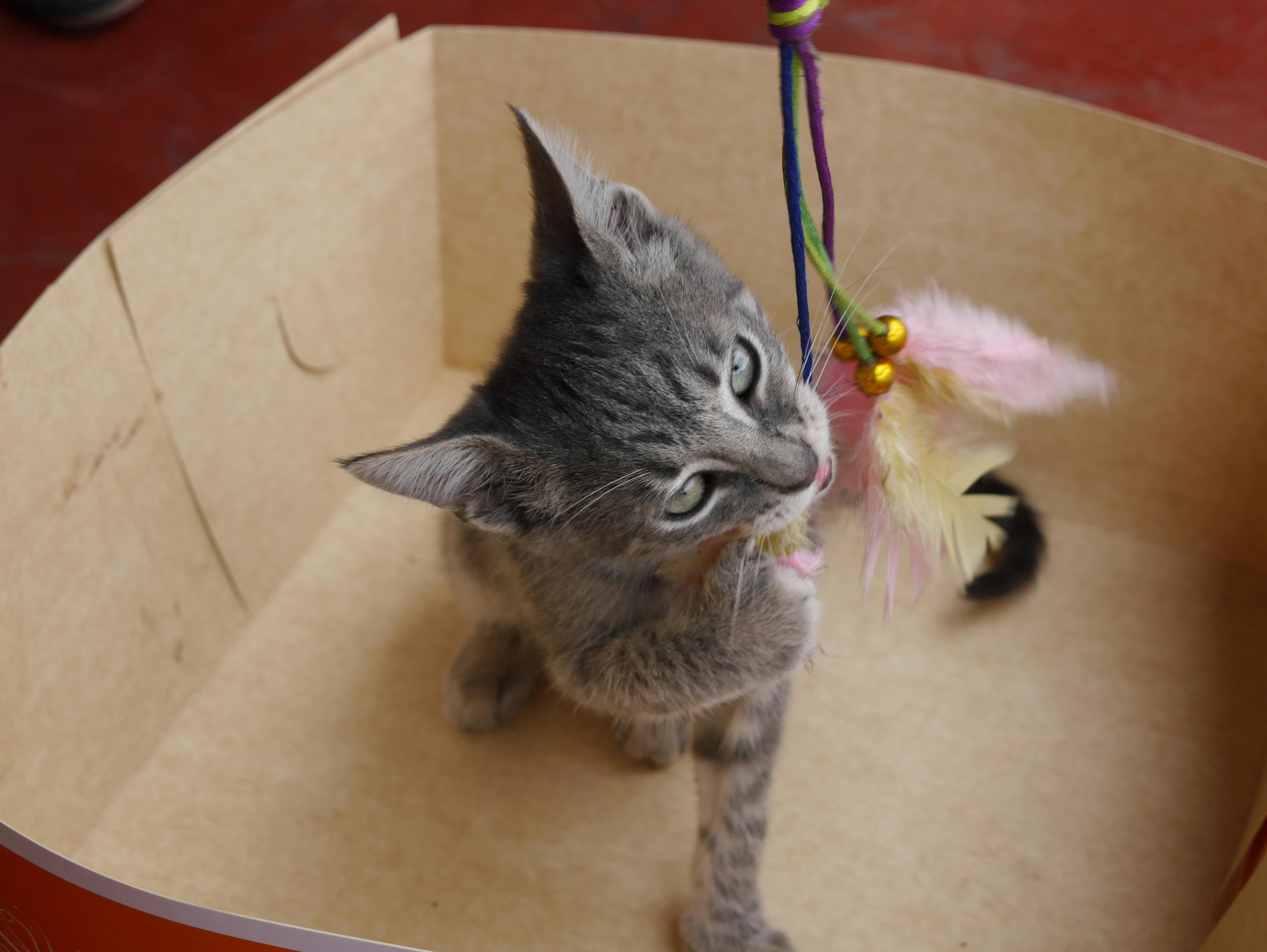 Free stock photo of gatito, kitten