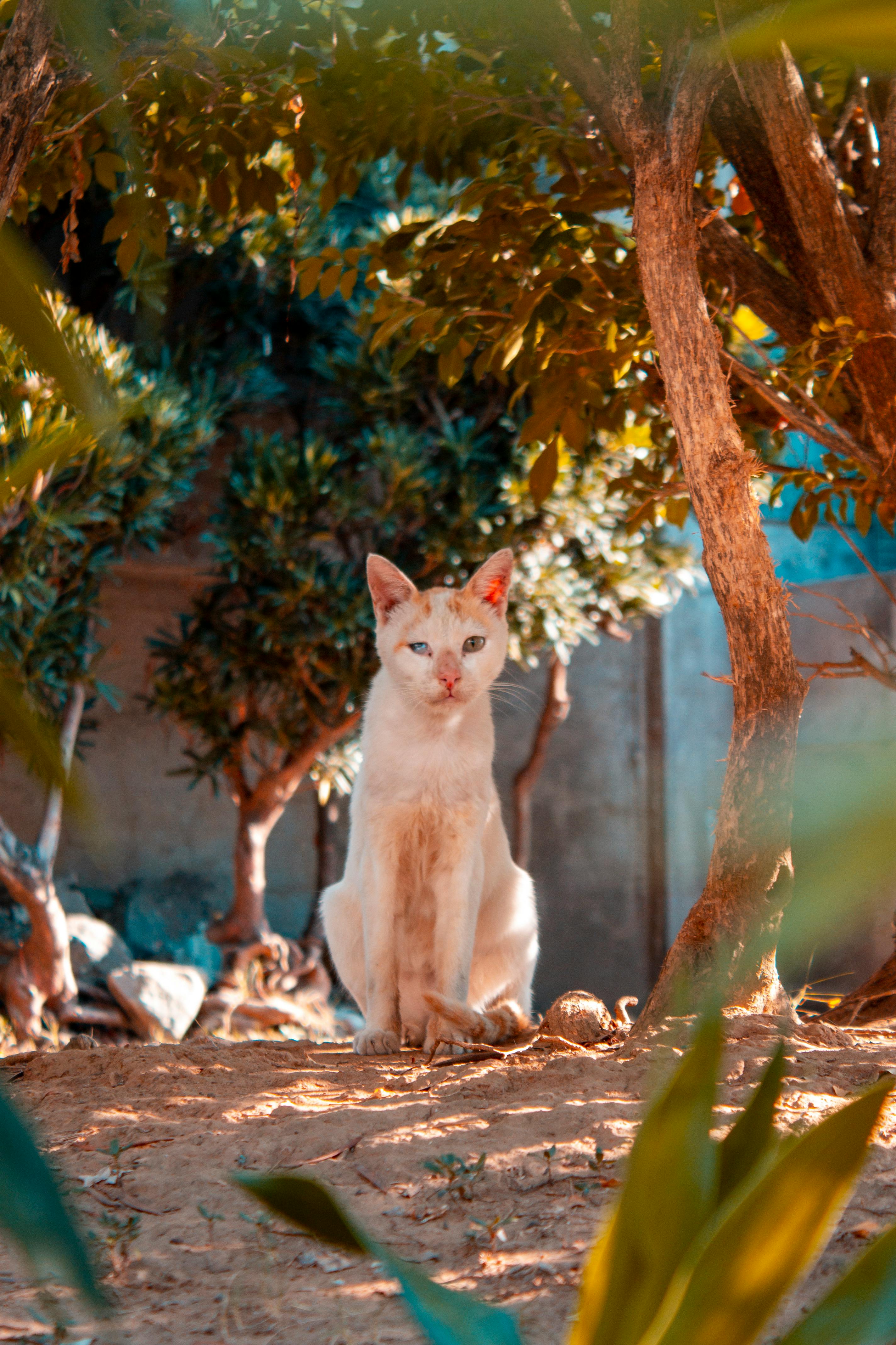 Cherry Ang - Photography