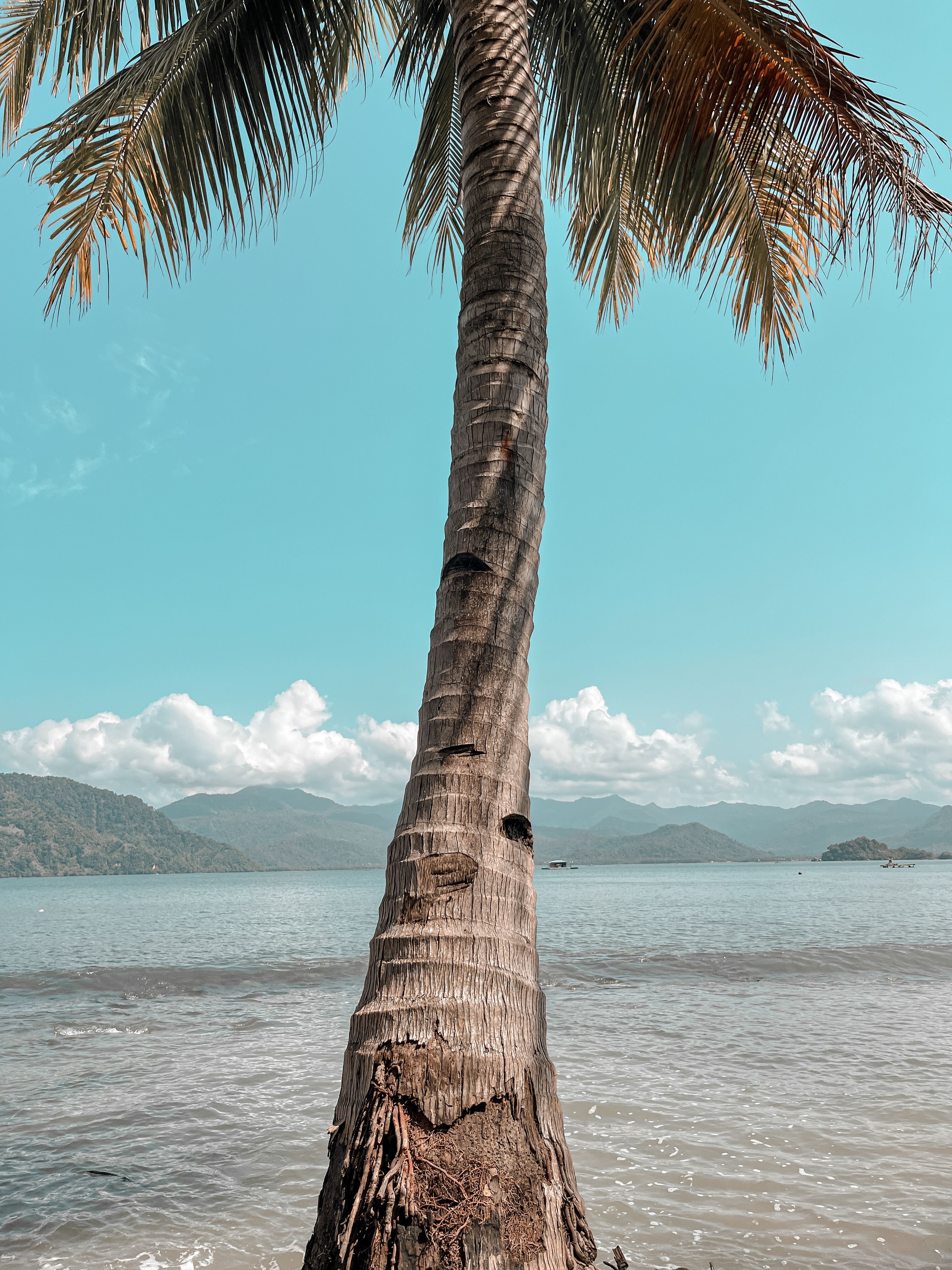 Palm Tree Leaning Over the Clear Waters of the Bay · Free Stock Photo