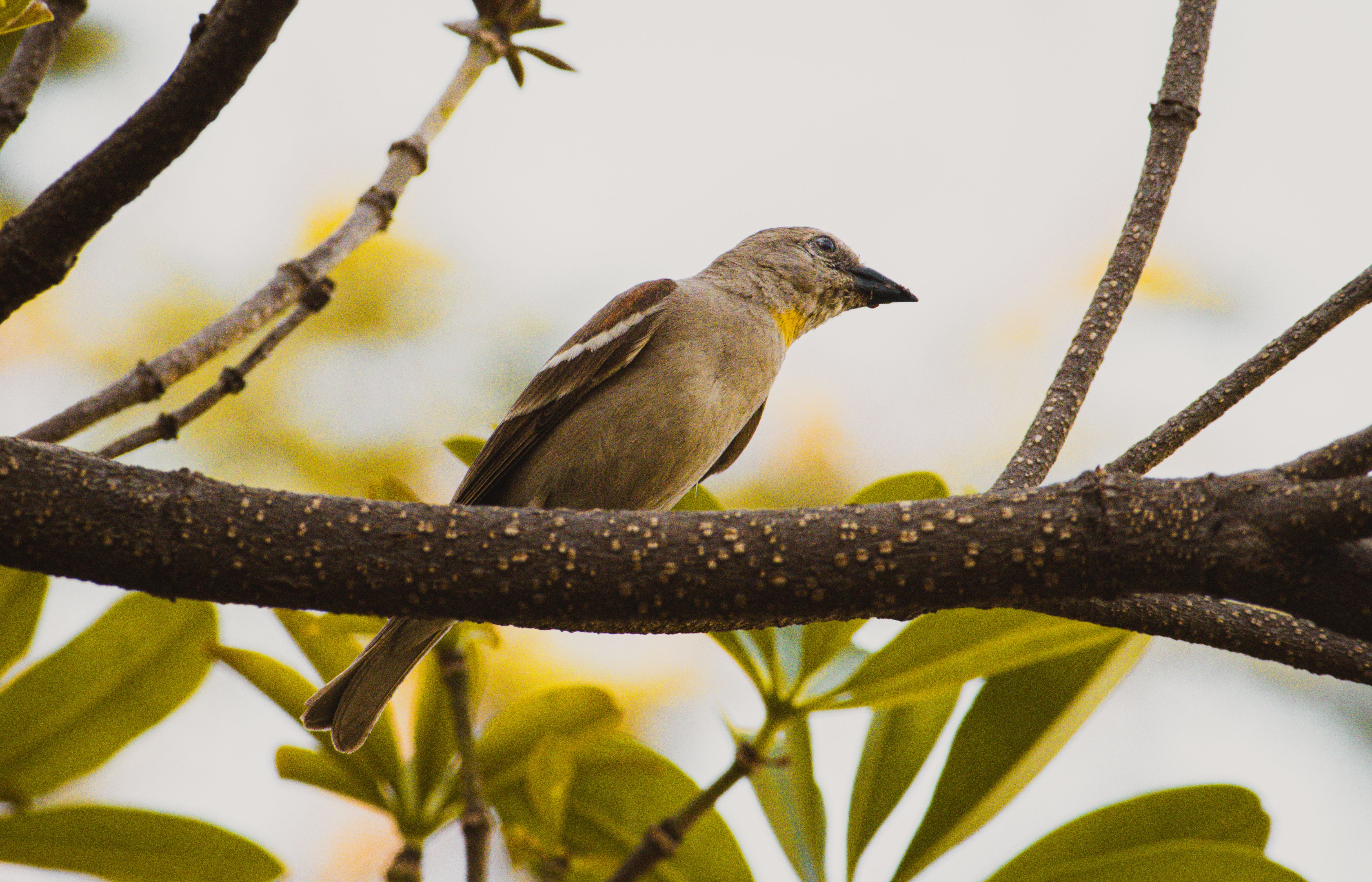Yellow-throated Sparrow in Nature · Free Stock Photo