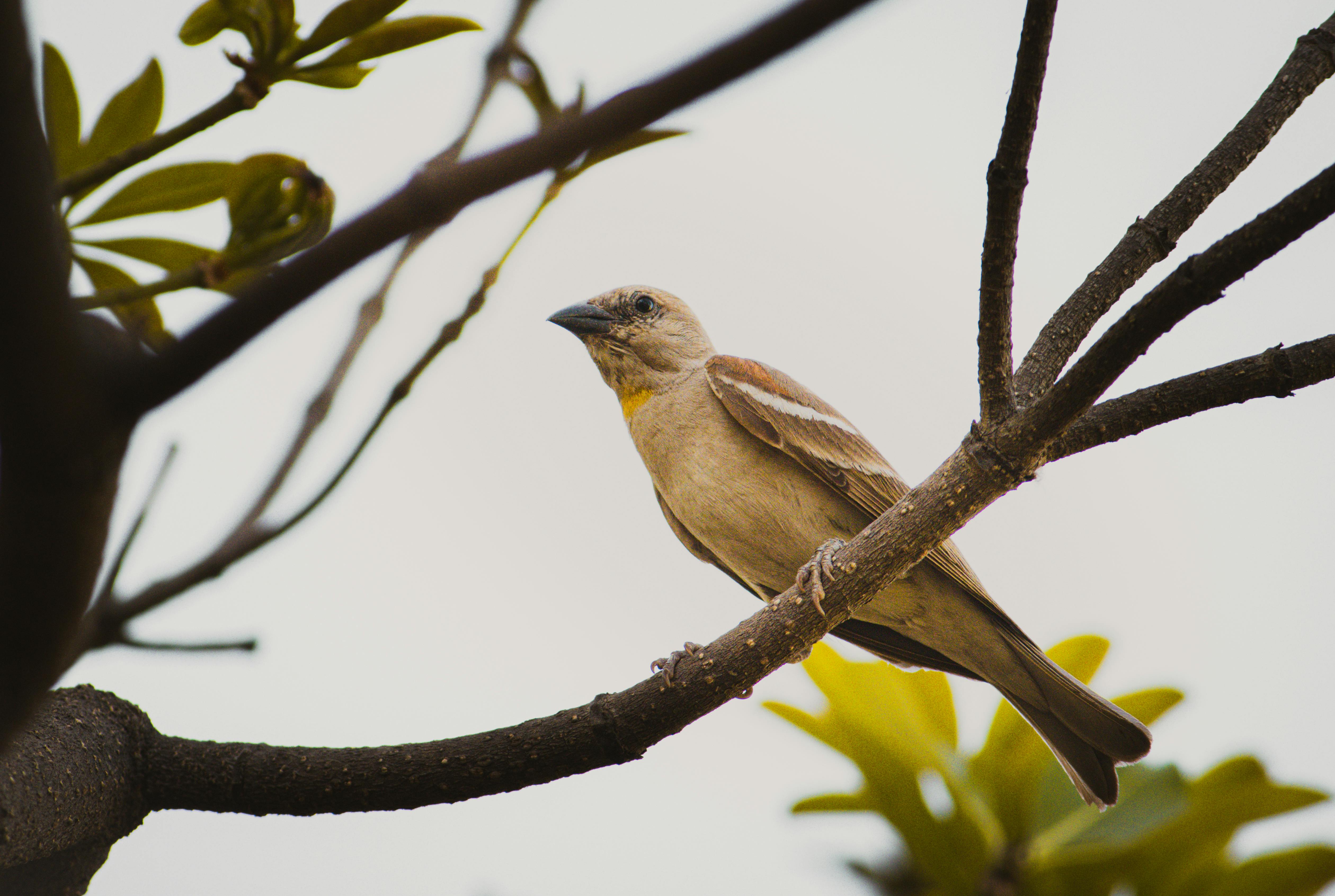 Brown and White Fur Bird at Brown Tree Branch · Free Stock Photo
