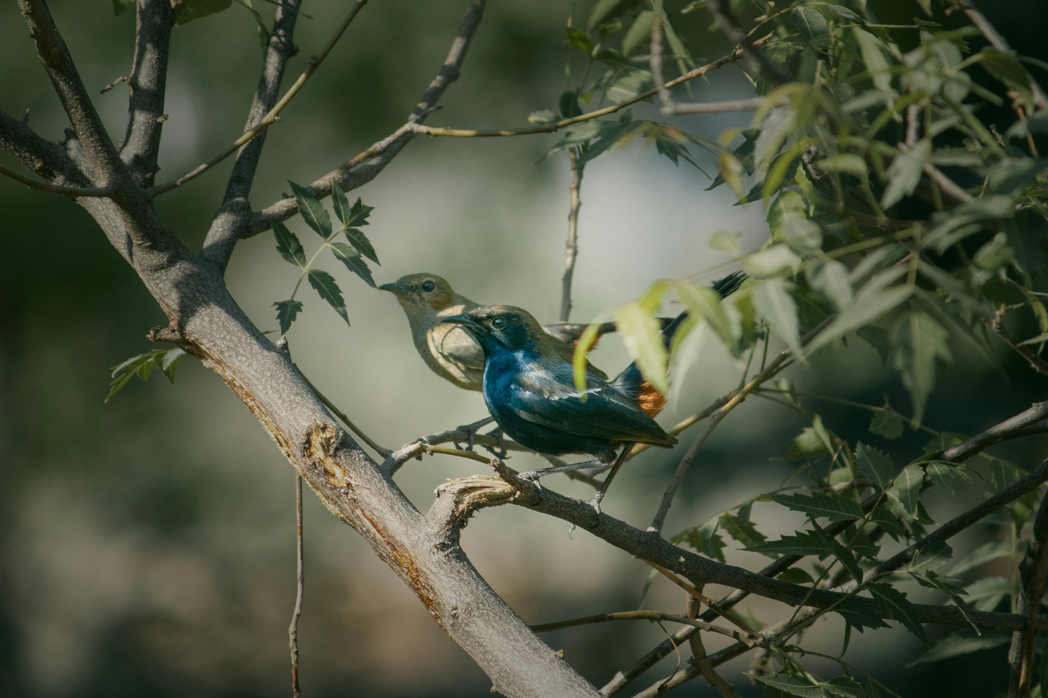 Indian Robin Couple Photos, Download The BEST Free Indian Robin Couple ...