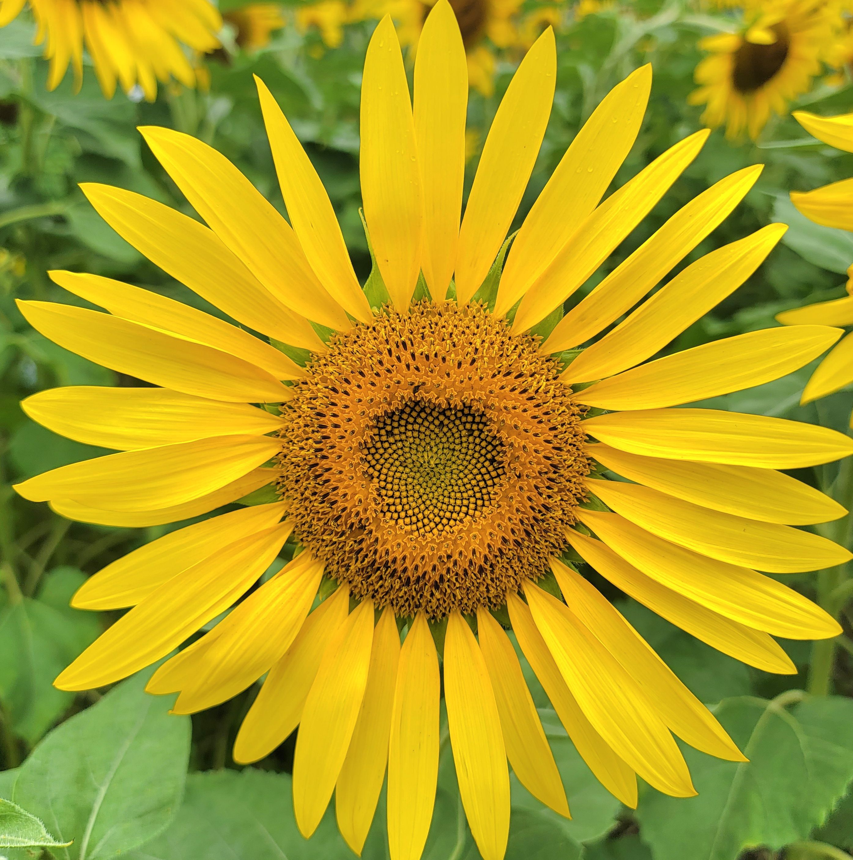 Four Sunflowers in Bloom on Teal Surface · Free Stock Photo