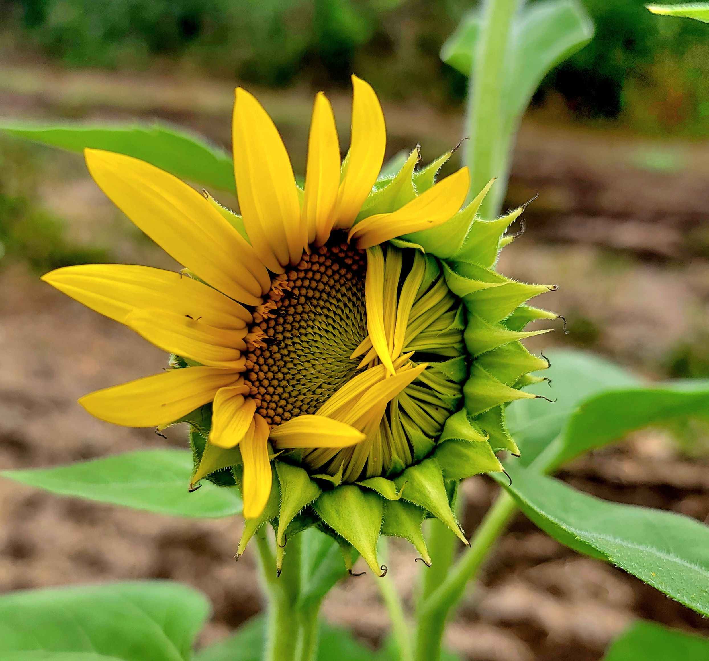 Sunflower Blooming in Summer · Free Stock Photo