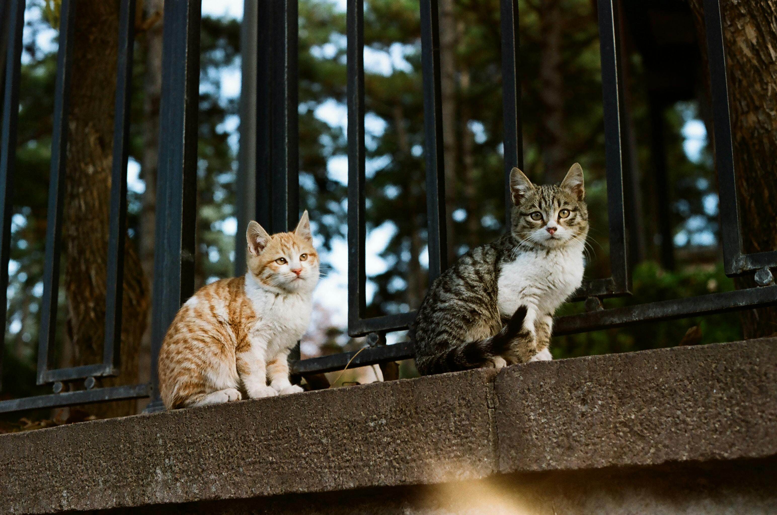 Cat Sitting next to Railing · Free Stock Photo