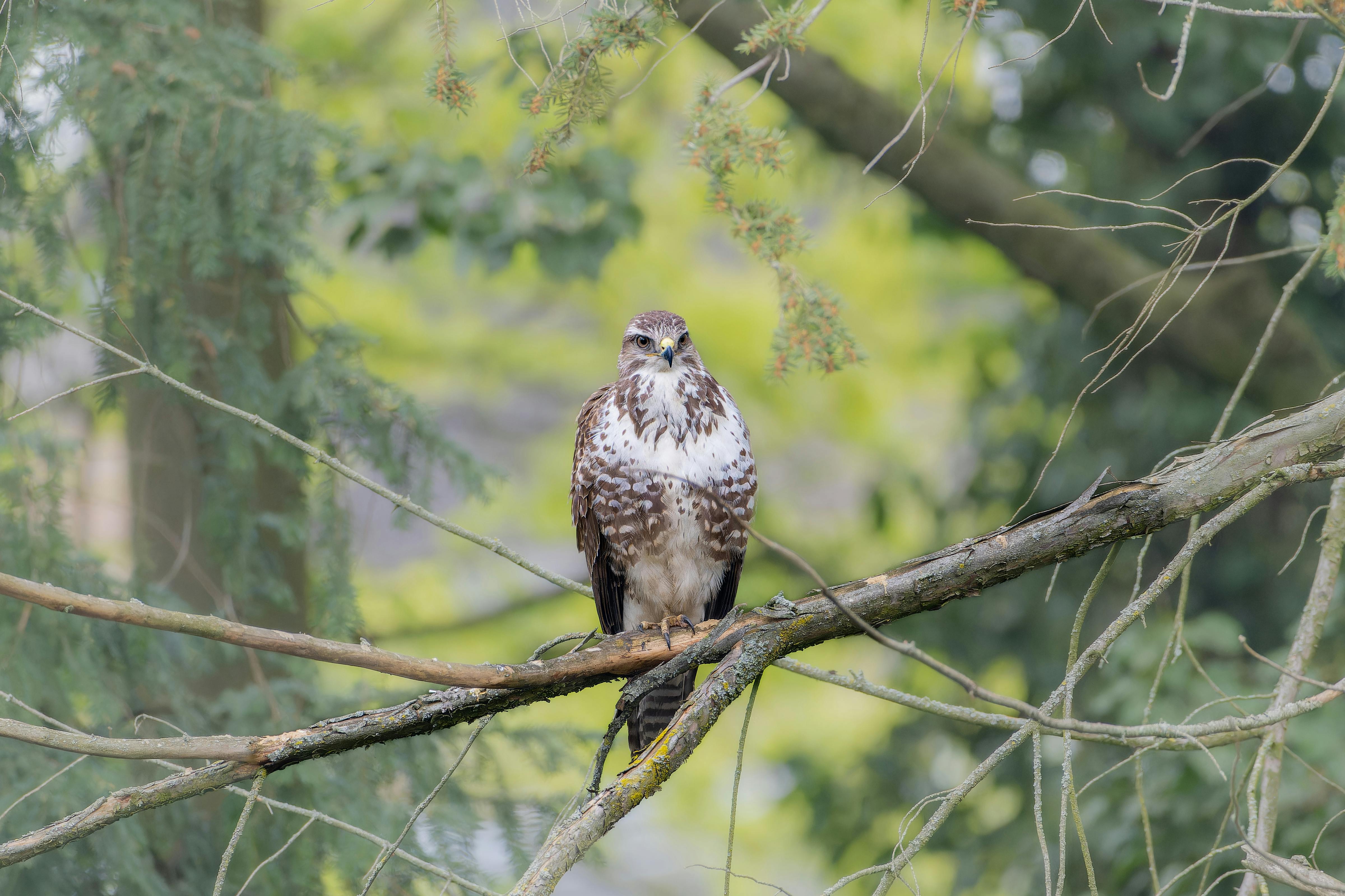 Hawk on Tree · Free Stock Photo