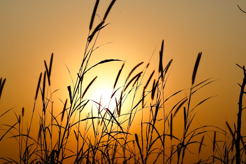 Sunset Grass Feild Photos, Download The BEST Free Sunset Grass Feild ...