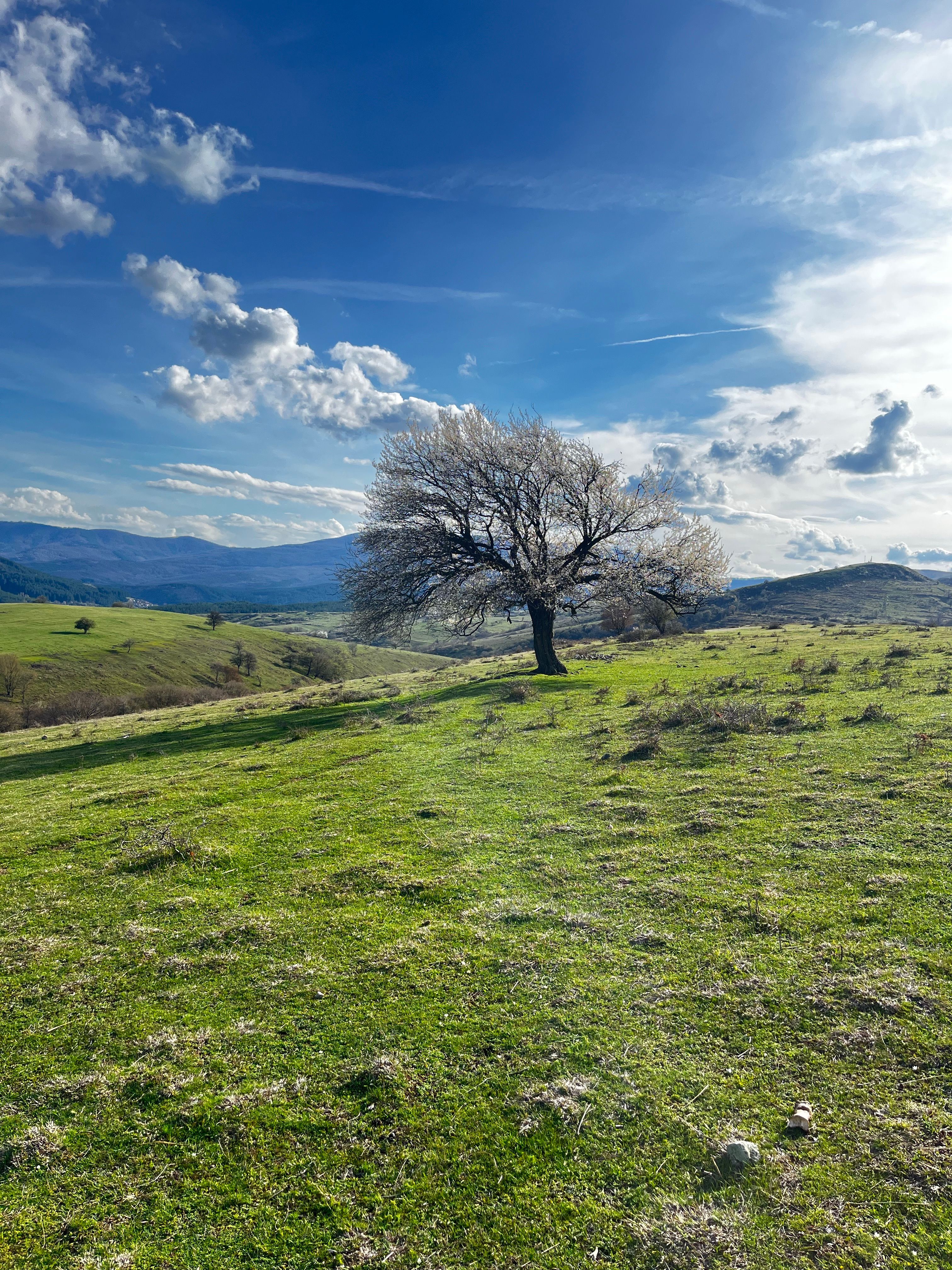 Single Tree on Grassland · Free Stock Photo