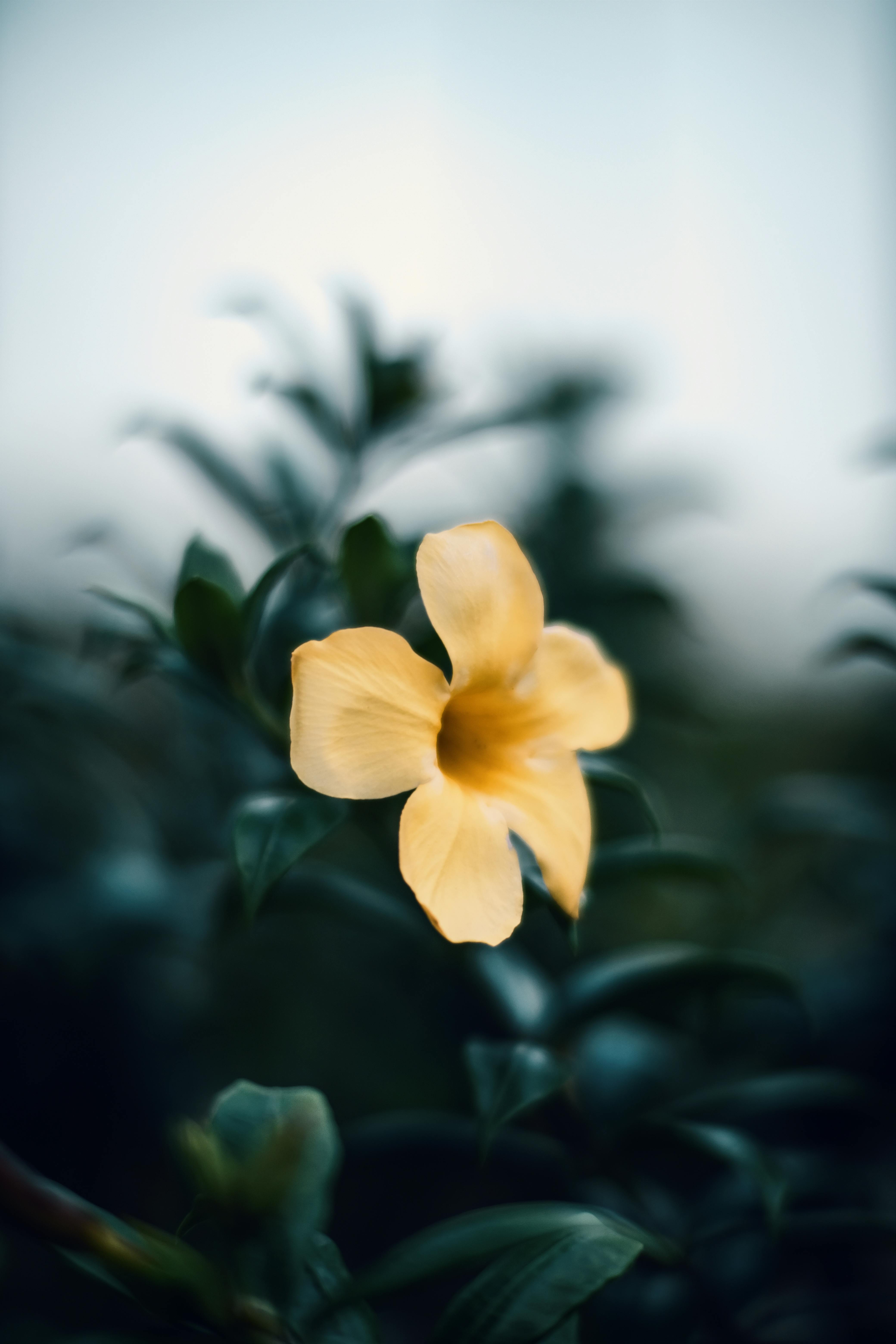 Flower Yellow Photos, Download The BEST Free Flower Yellow Stock Photos ...