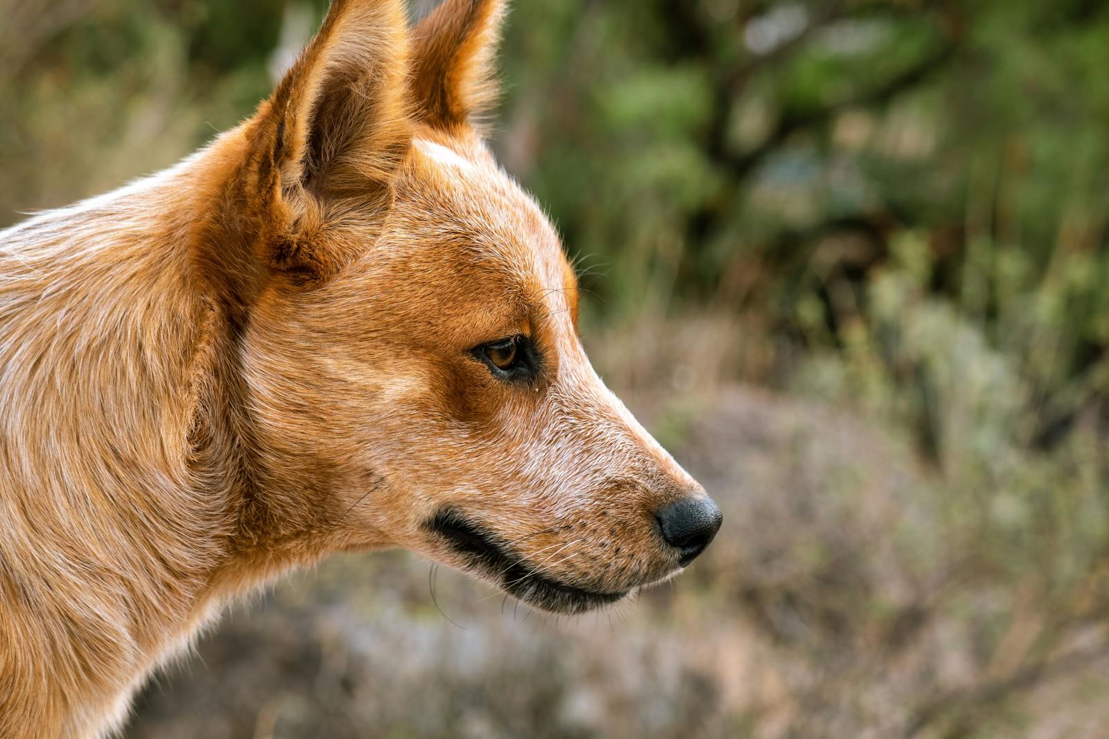Dingo Photos, Download The BEST Free Dingo Stock Photos & HD Images