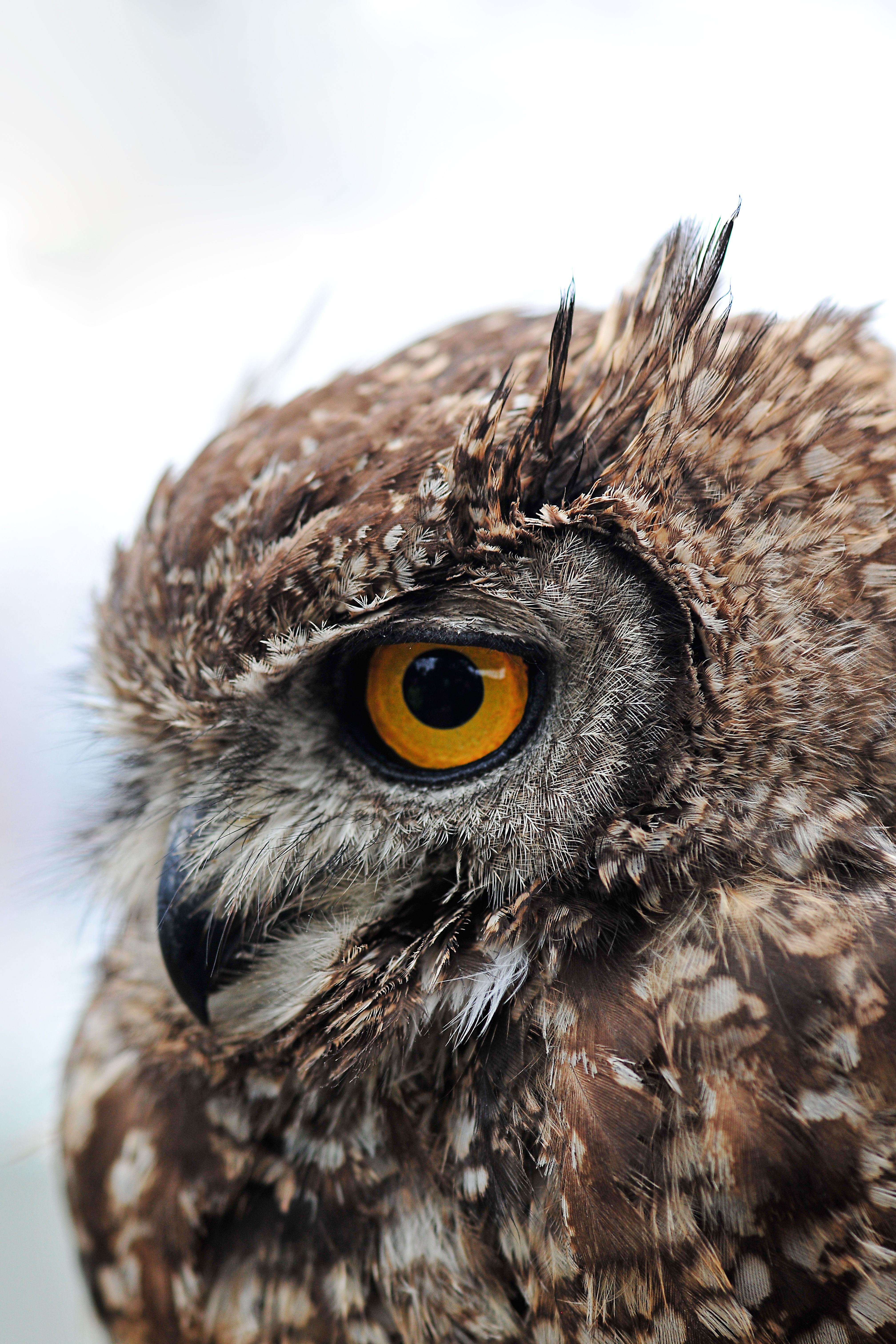 Close up of Owl Head · Free Stock Photo